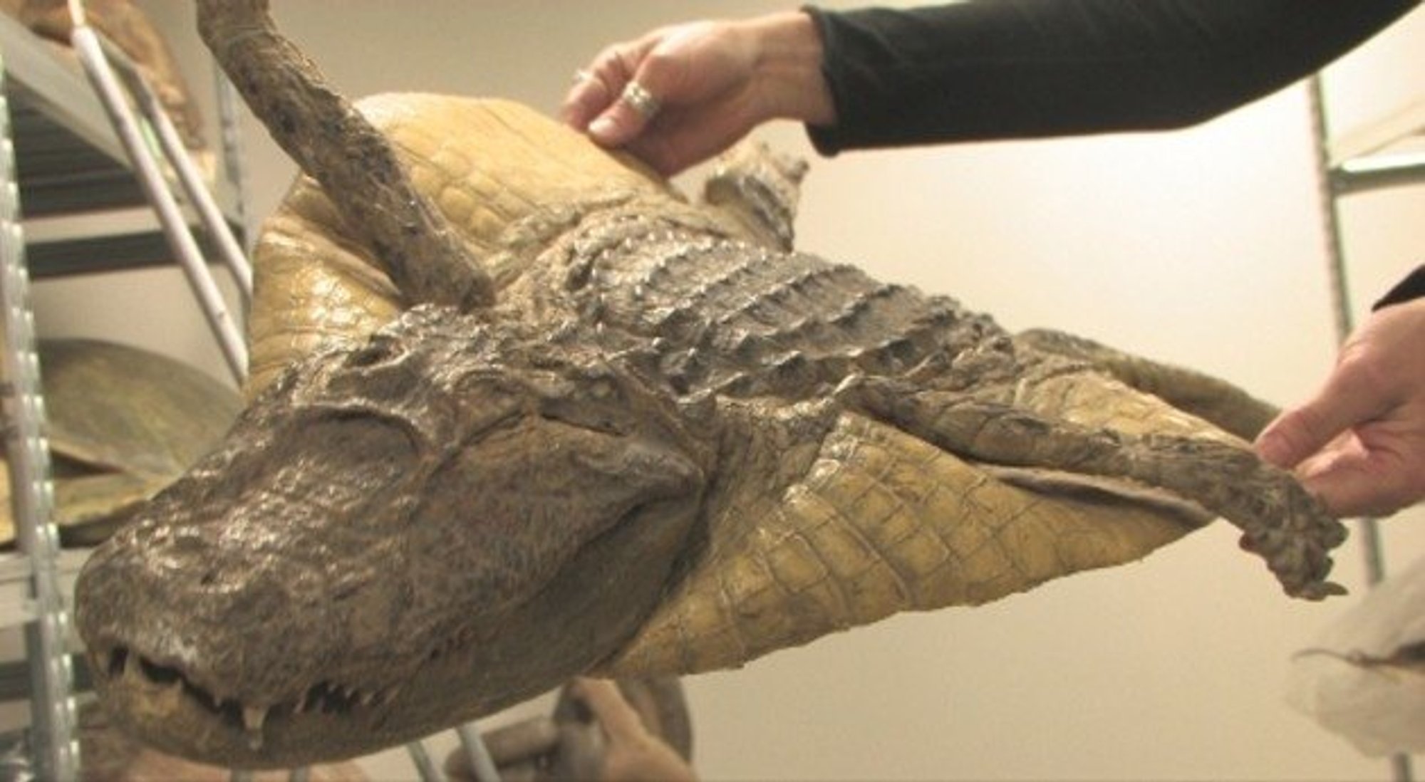 Muziejaus saugyklos. T.Ivanausko nudirta anakondos oda ir spalvingi atogrąžų drugiai (II) - Delfi TV