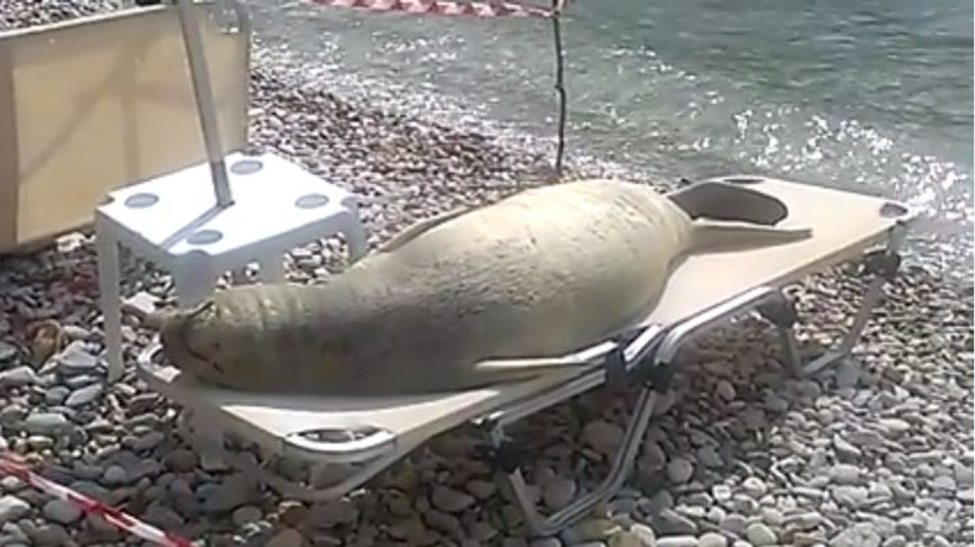 Internautų širdis užkariauja paplūdimyje saule besimėgaujantis ruonis ...