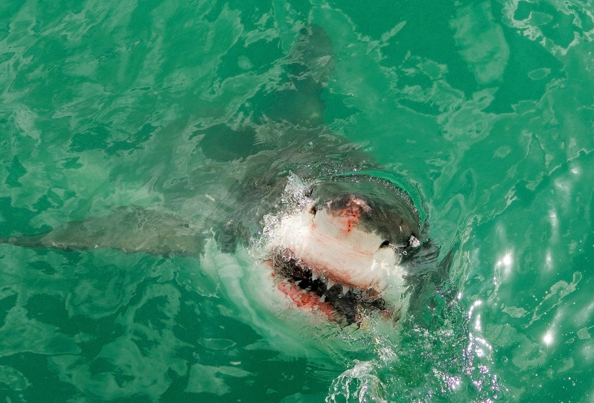 Kas gamtoje nugali didžiuosius baltuosius ryklius ir tarantulus ...