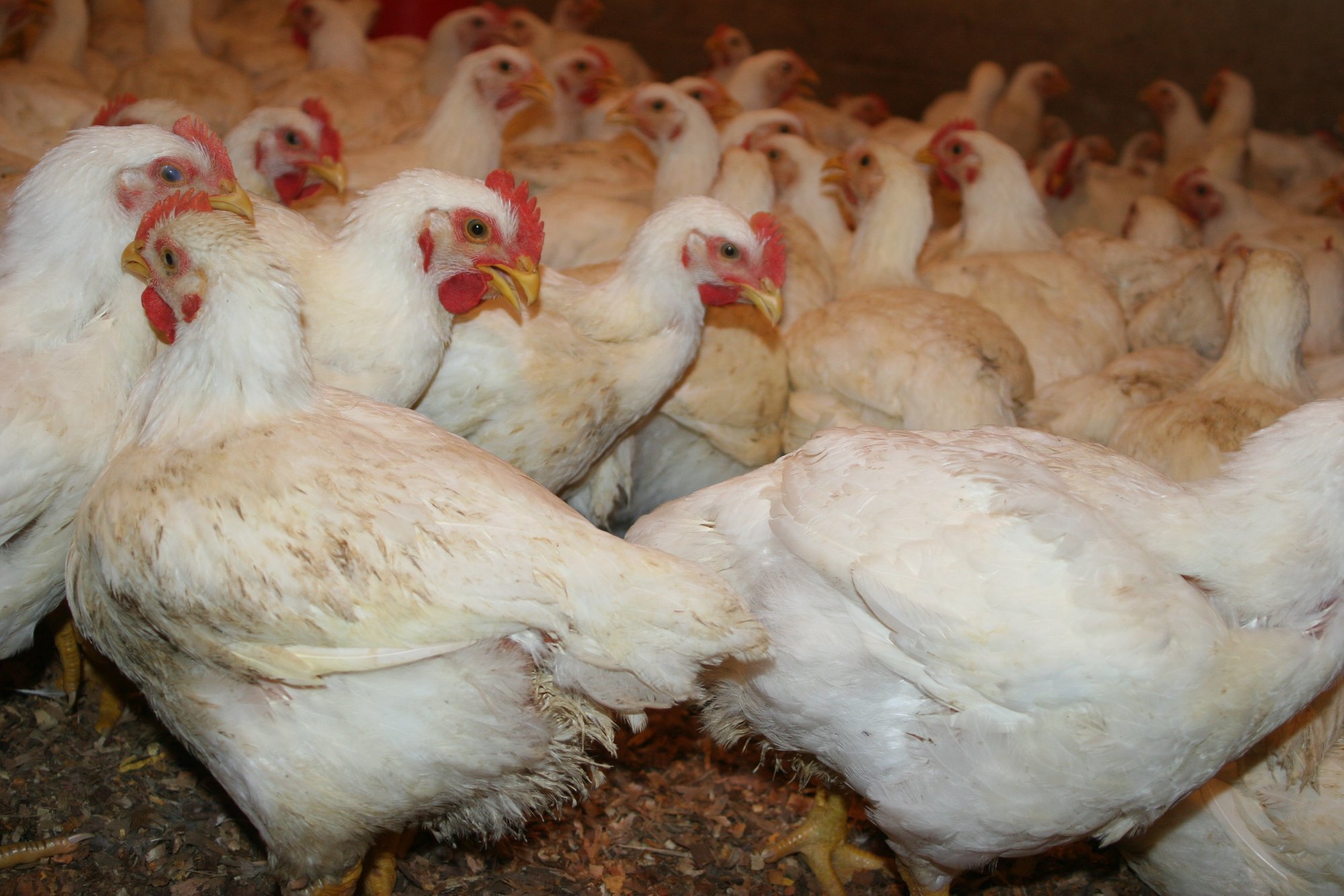 Honkonge dėl paukščių gripo pradėta skersti 20 tūkst. paukščių - Delfi ...