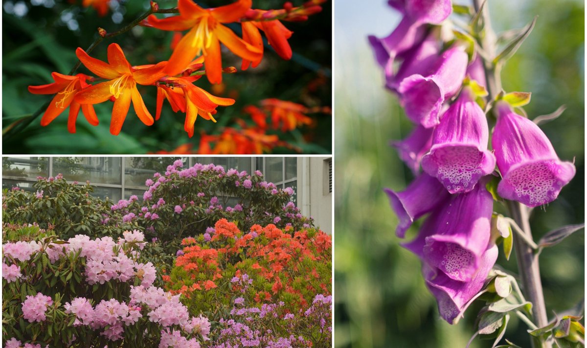 10 augalų, kurių reikia saugotis vasarą Lietuvoje - Delfi sveikata