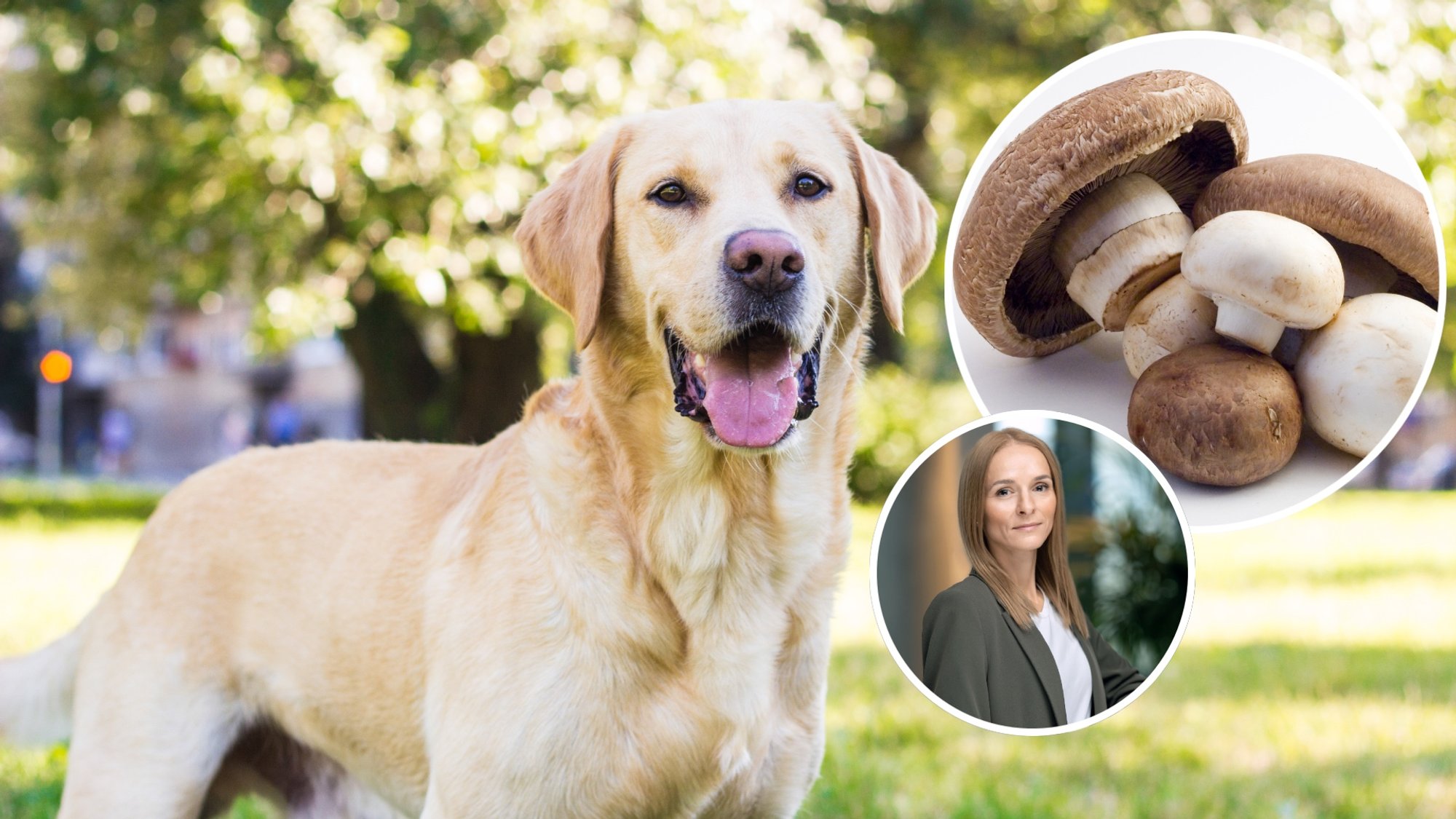 Pasivaikščiojimas miške baigėsi nelaime: labradoras prisivalgė grybų ...