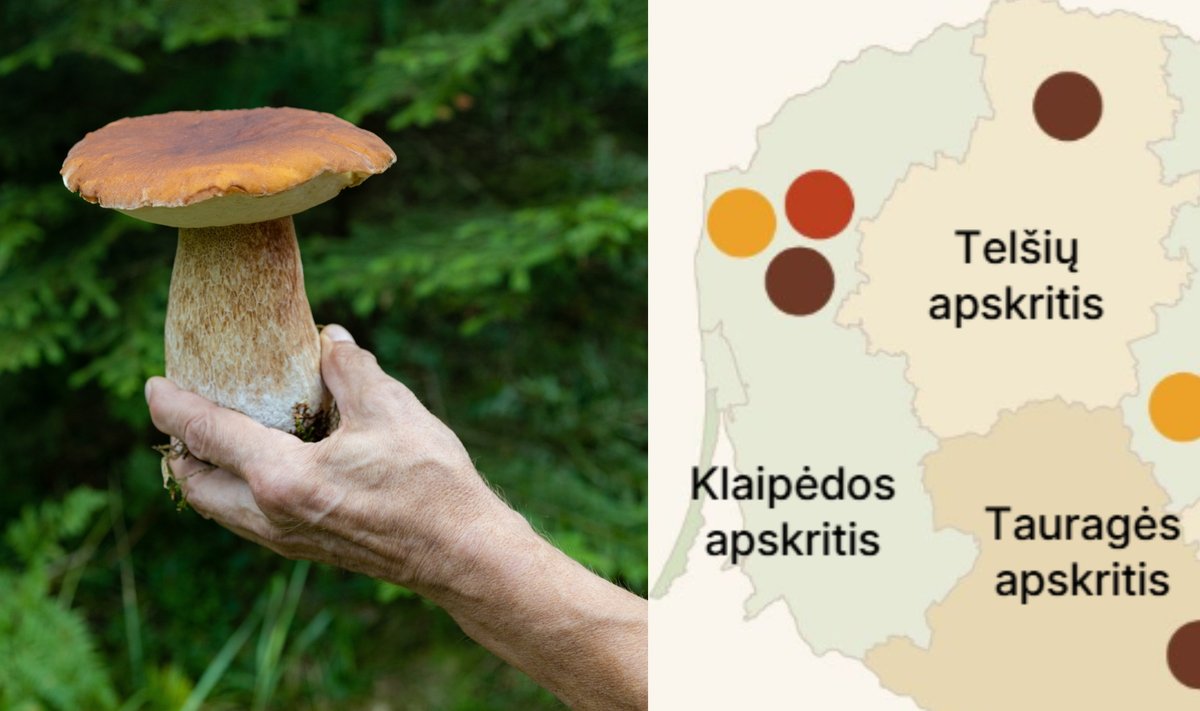 Lietuvos grybų žemėlapis - Delfi grynas