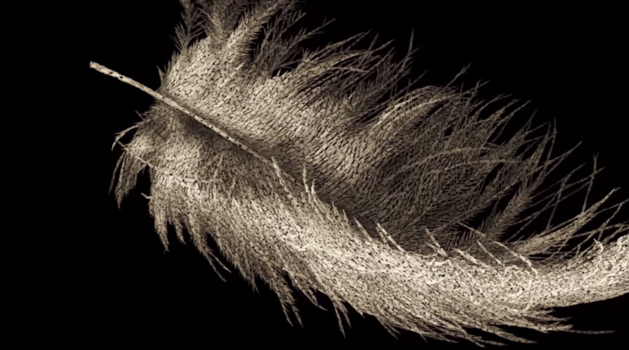 Pribloškiantis menas: plunksna iš tūkstančių nuogų kūnų - Delfi mokslas