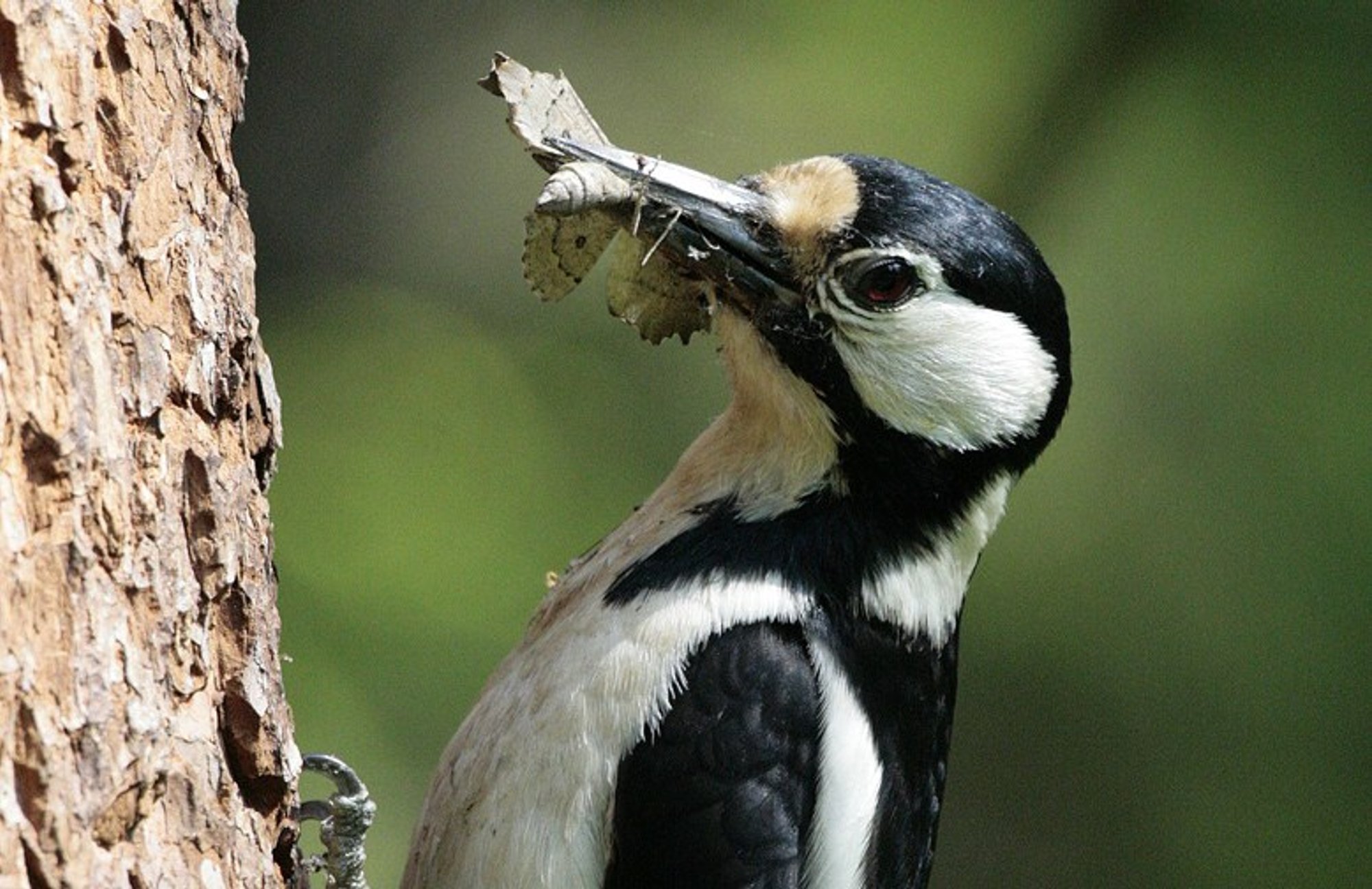 Klausiate - atsakome. Ką daryti, jei užpuolė genys? - Delfi grynas
