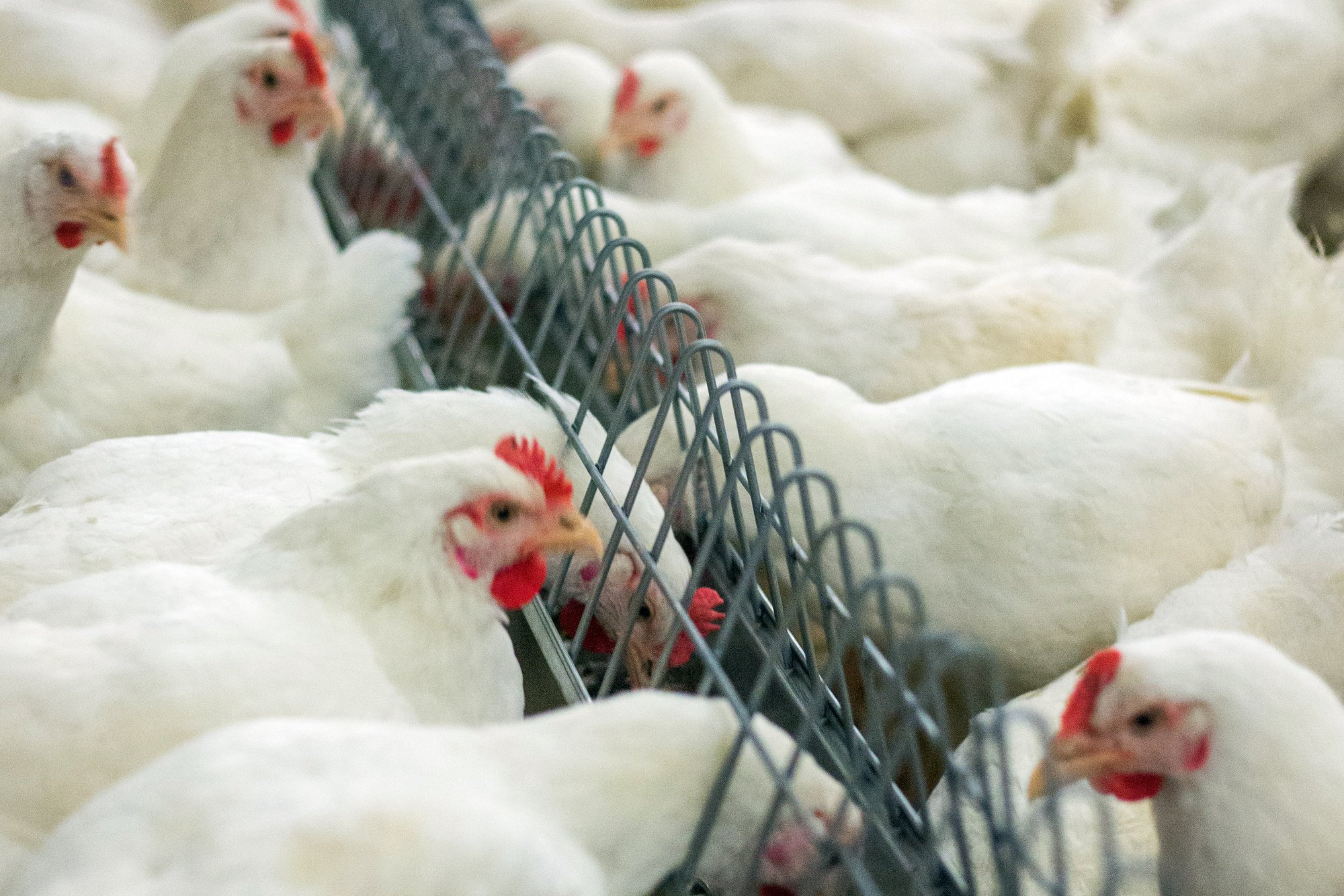 Kita paukščių gripo pusė – lenkai mūsų įmones gali uždusinti pigia ...