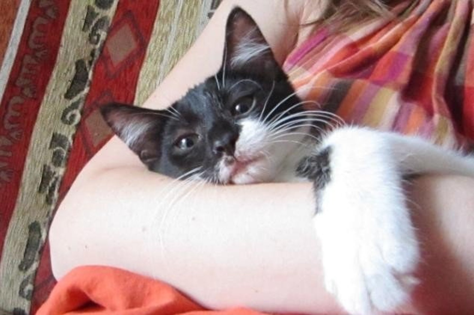 Ieškau namų. Katinukas Turkis Murkis labai nori turėti namus - Delfi kartu