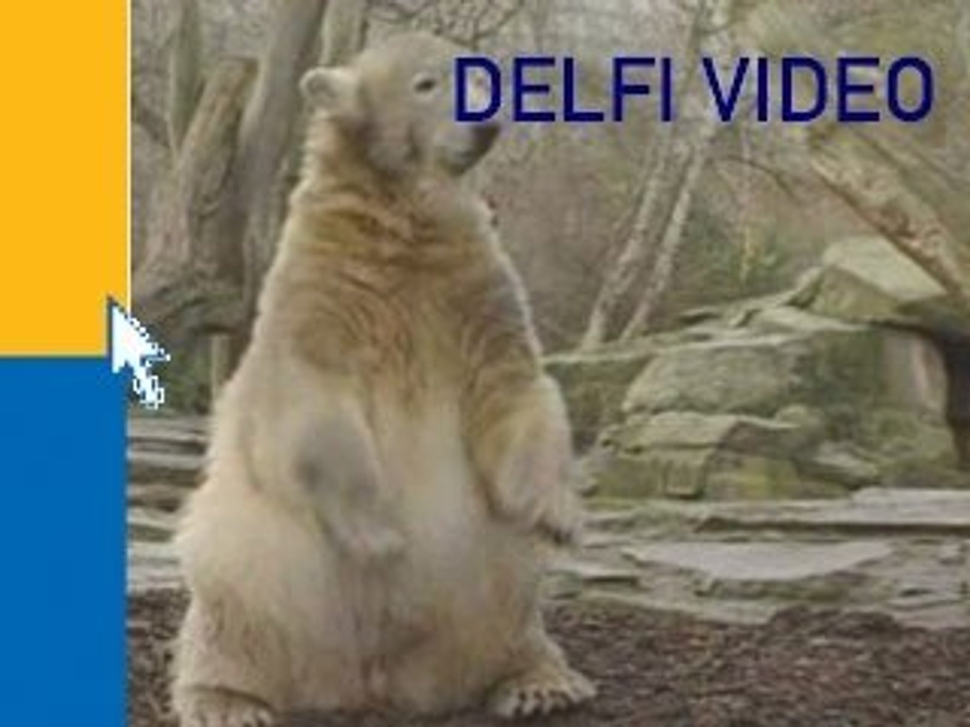 Meškiukas Knutas atšventė pirmąjį gimtadienį - Delfi TV