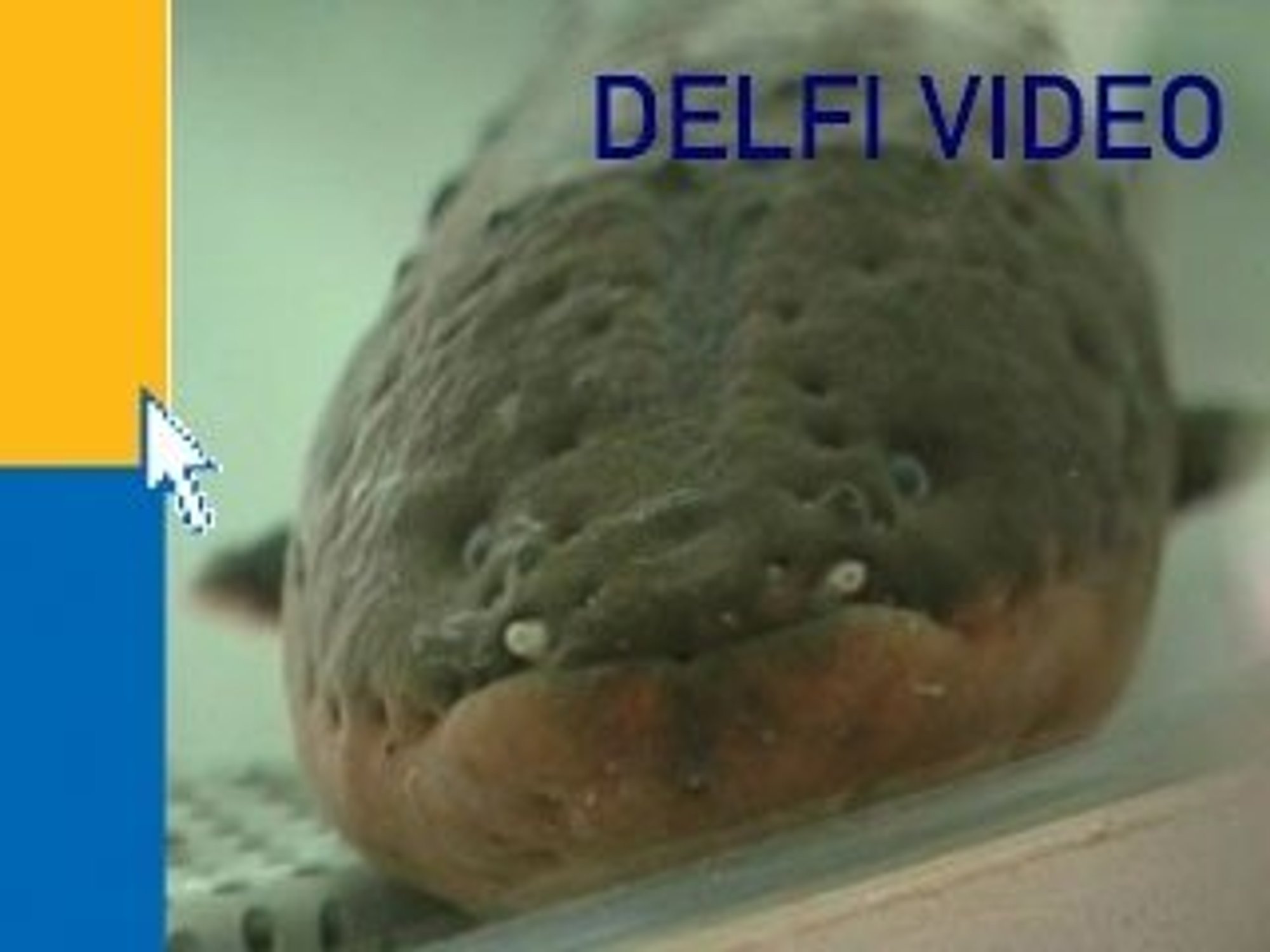 Elektrinis ungurys uždega Kalėdų eglutę - Delfi TV