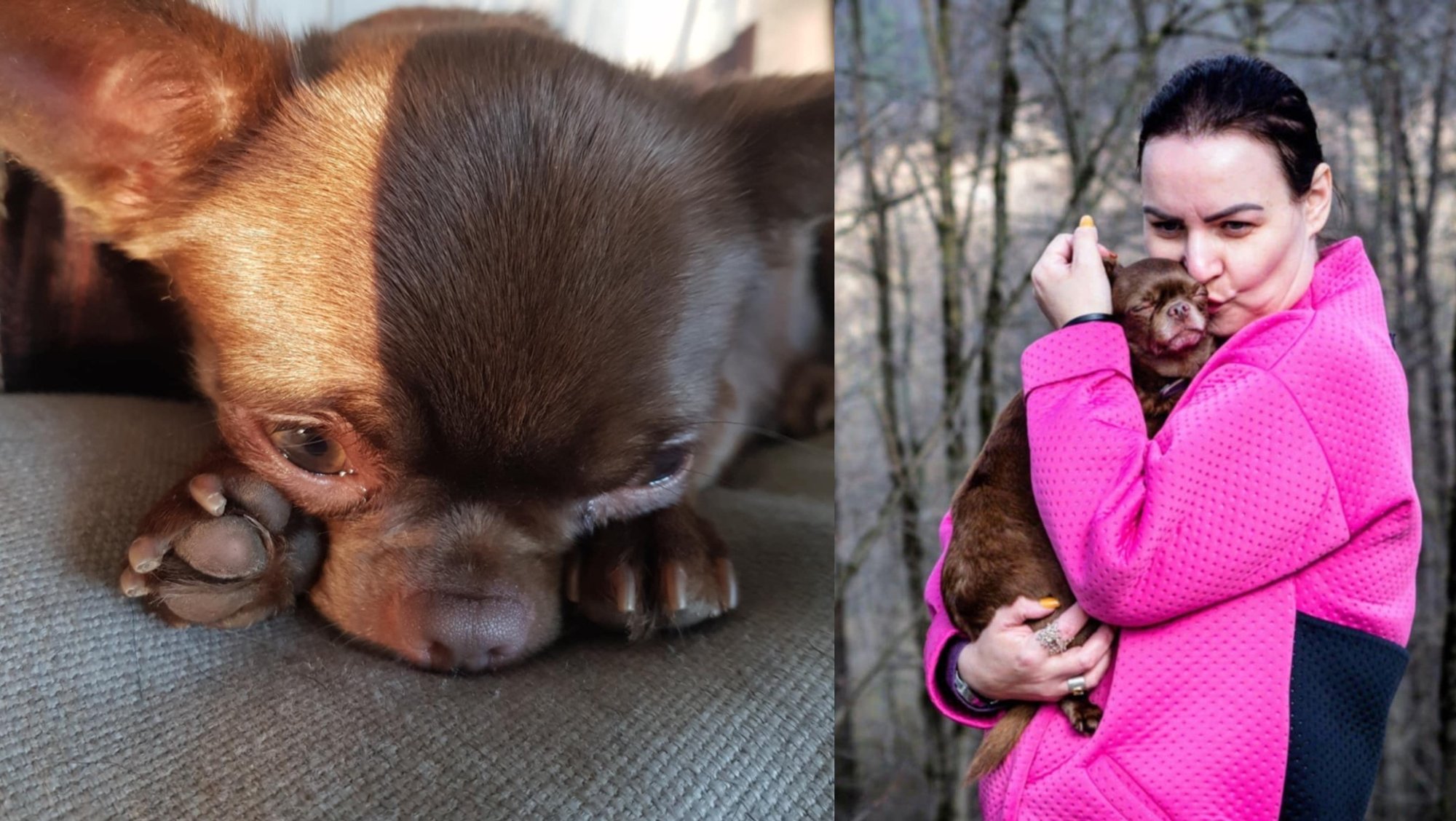 Gintarės šunį nuo eutanazijos išgelbėjo stebuklas - Letena.lt