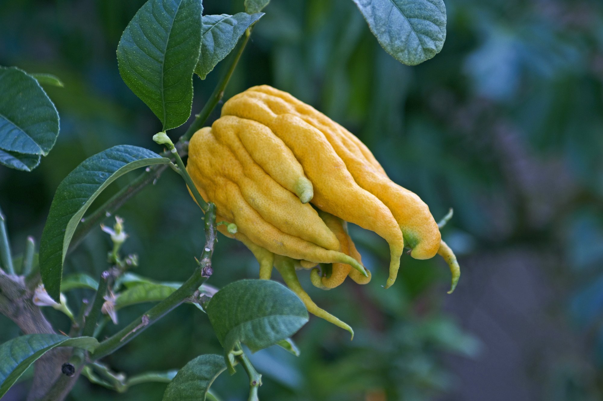 Citronai – vieni įdomiausių vaisių: galima užsiauginti ir patiems ...