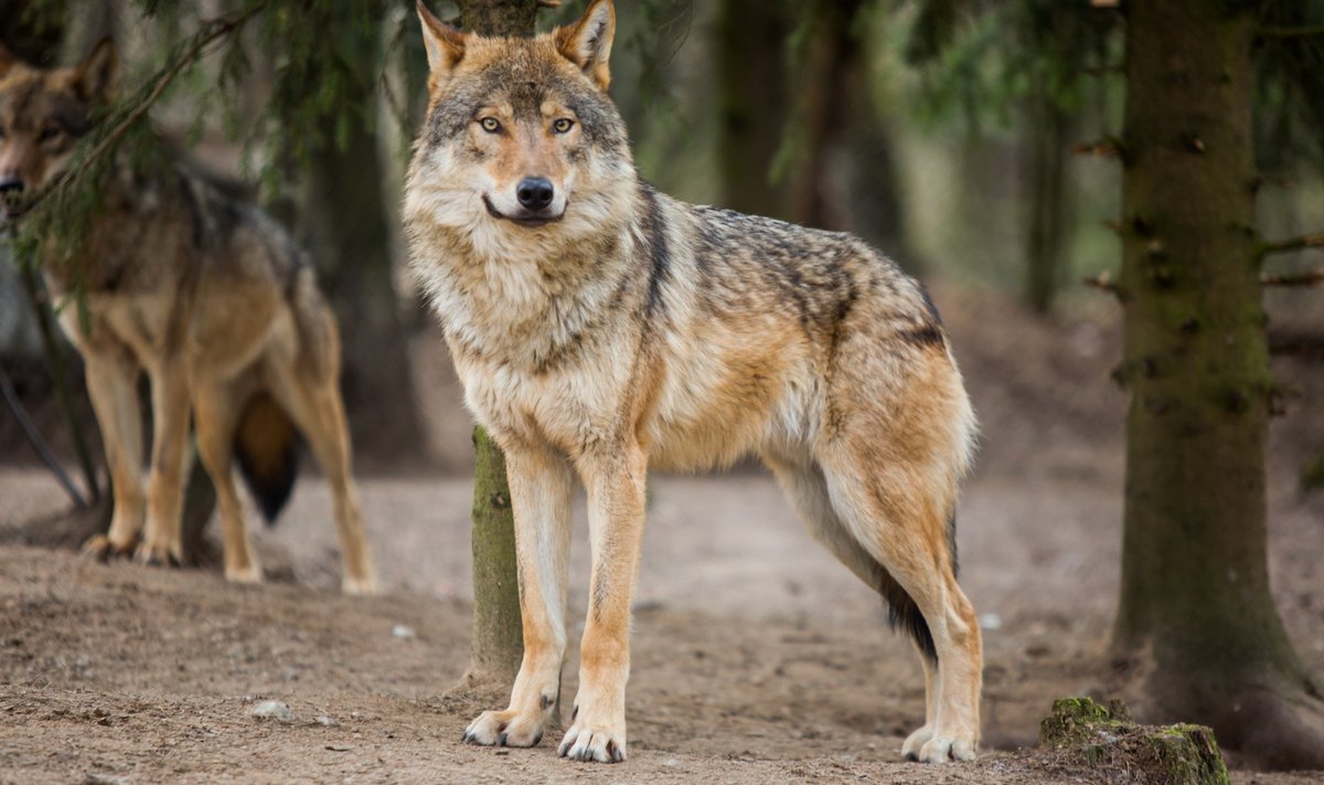 Neteisėta prekyba laukiniais gyvūnais Lietuvoje - Delfi