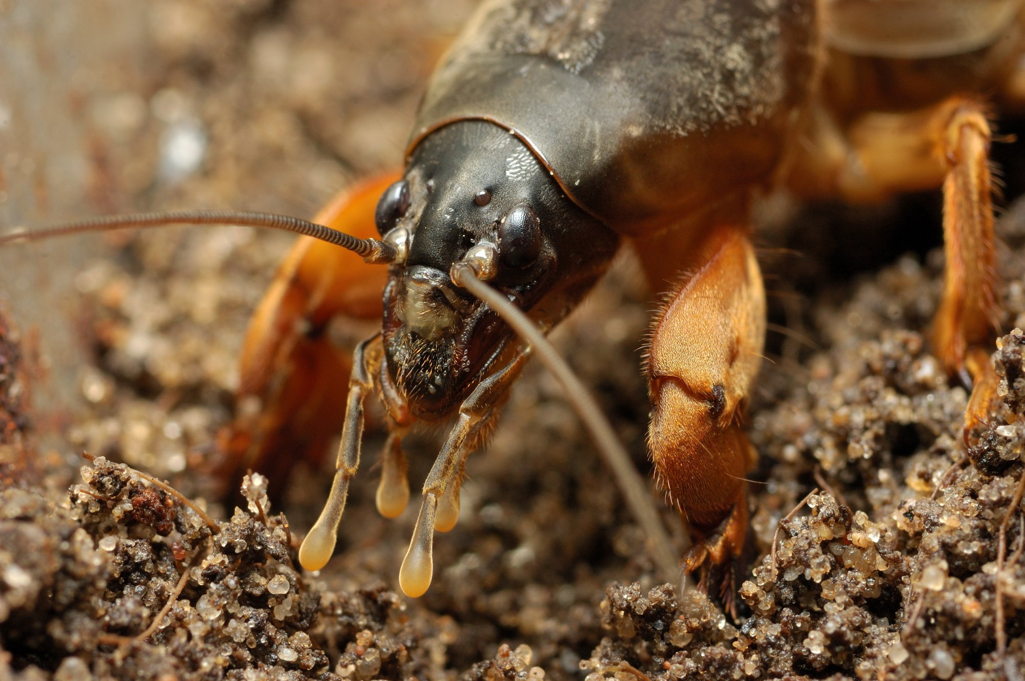Problemų kelia kurkliai? Štai ko turėtumėte imtis, kad jie paliktų jūsų ...