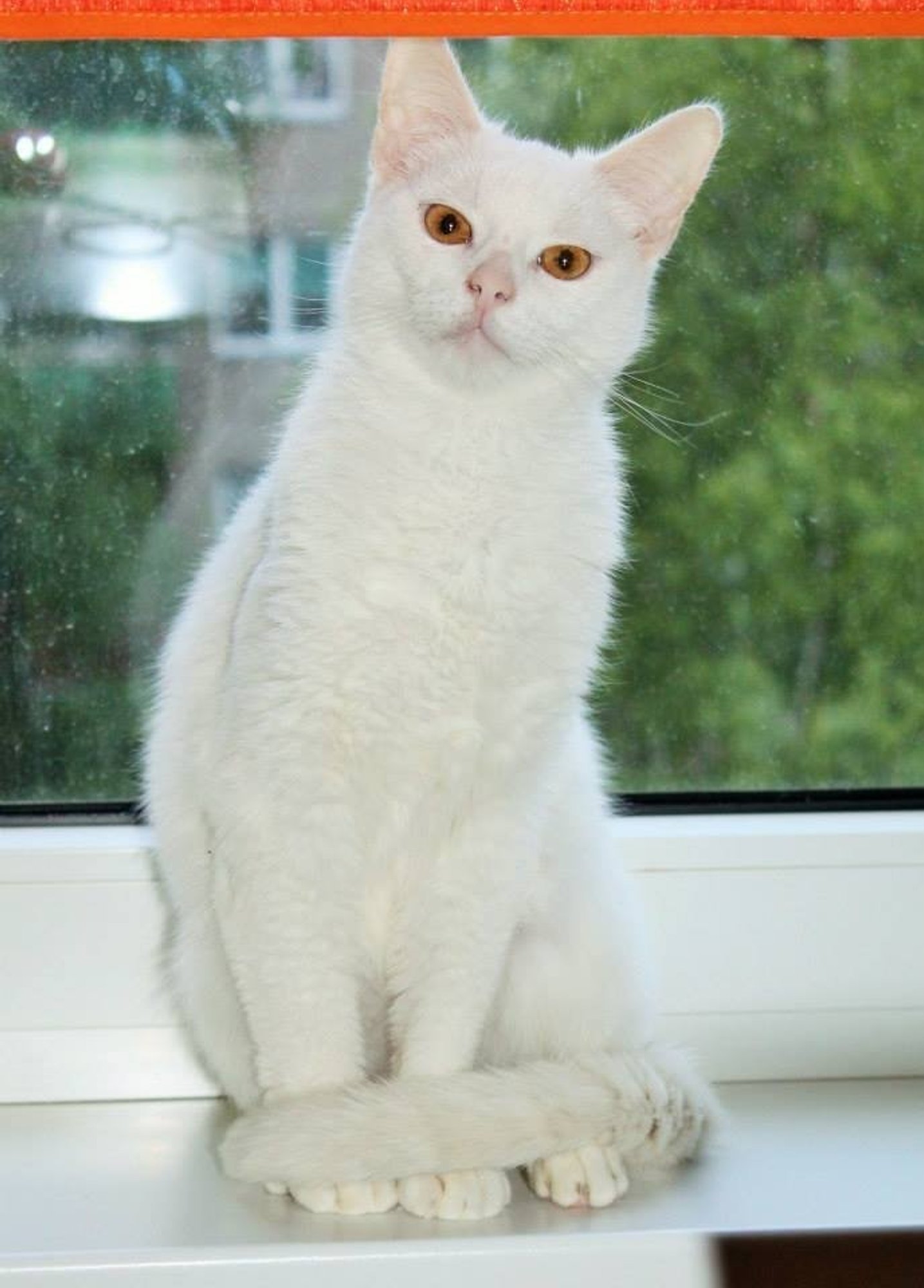 Baltasis Mau ir mažoji Čili ieško namų - Delfi kartu