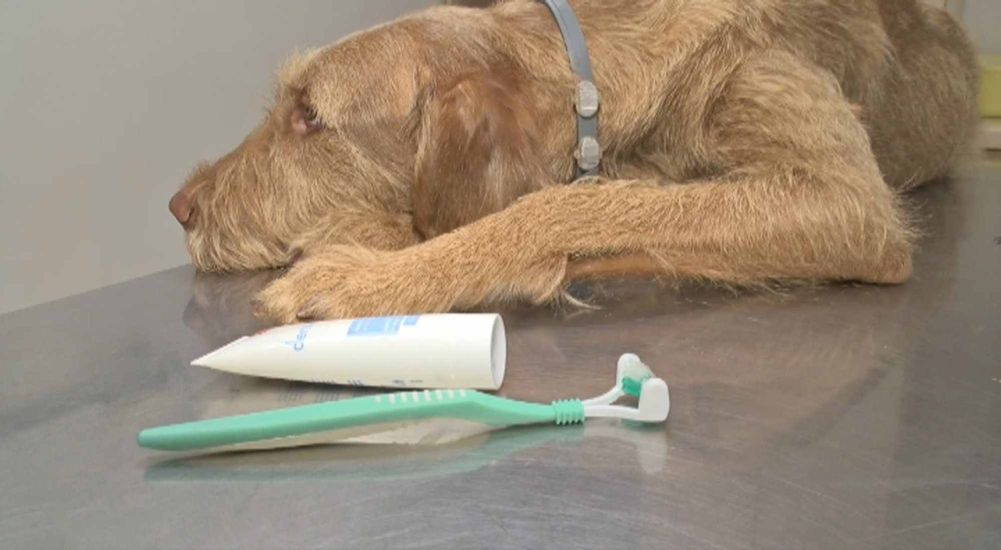 „Miesto šuns dienoraštis"(IV): kaip su šepetėliu valyti augintinio ...