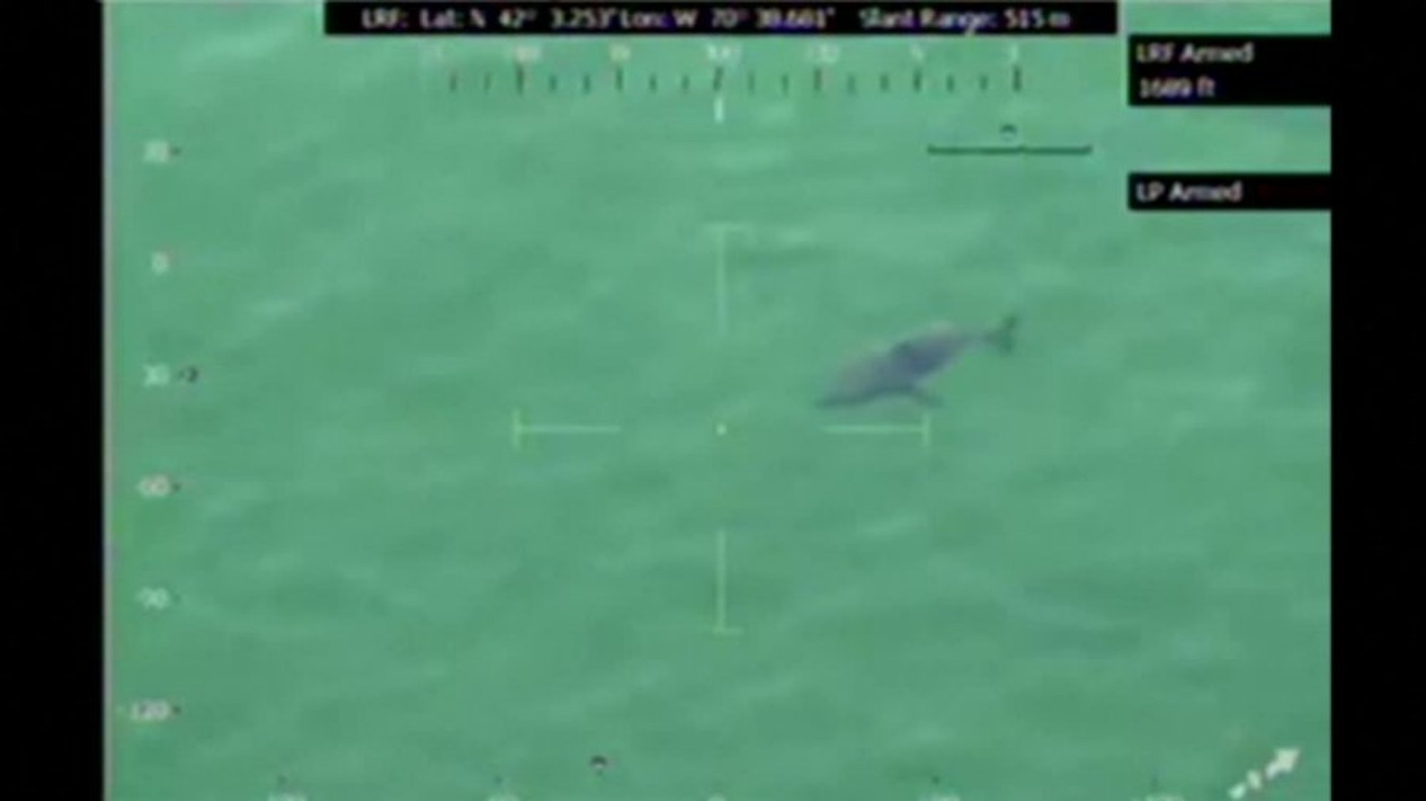 Masačusetso paplūdimyje pastebėtas didysis baltasis ryklys - Delfi TV