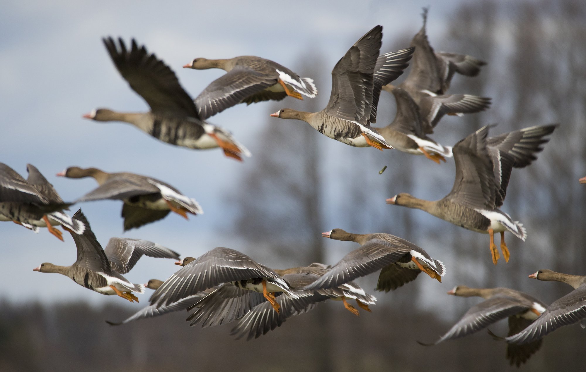 Lietuva siekia vėl gauti laisvos nuo paukščių gripo šalies statusą ...