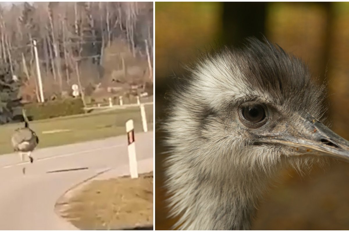 Iš meilės pabėgęs strutis vėl laisvėje: įveikė net paaukštintą tvorą ...