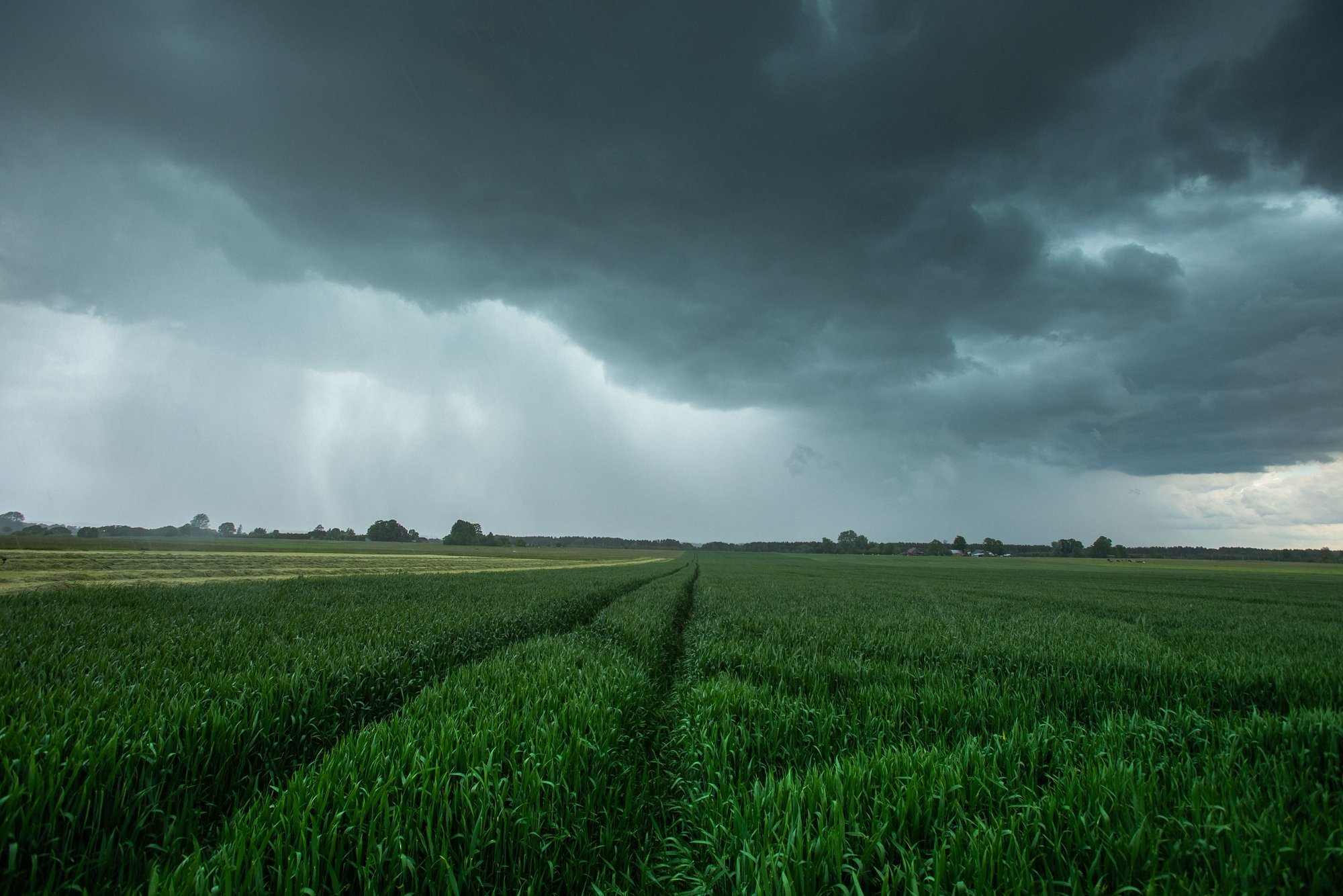 Lietus vieniems atnešė puikų pelną, kitus varo į bankrotą - Delfi agro