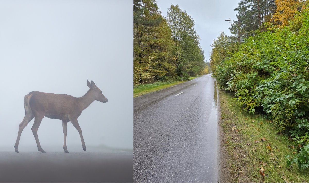 Gatvė tapo gyvūnų greitkeliu, o valdžia vairuotojus ignoruoja - Delfi auto