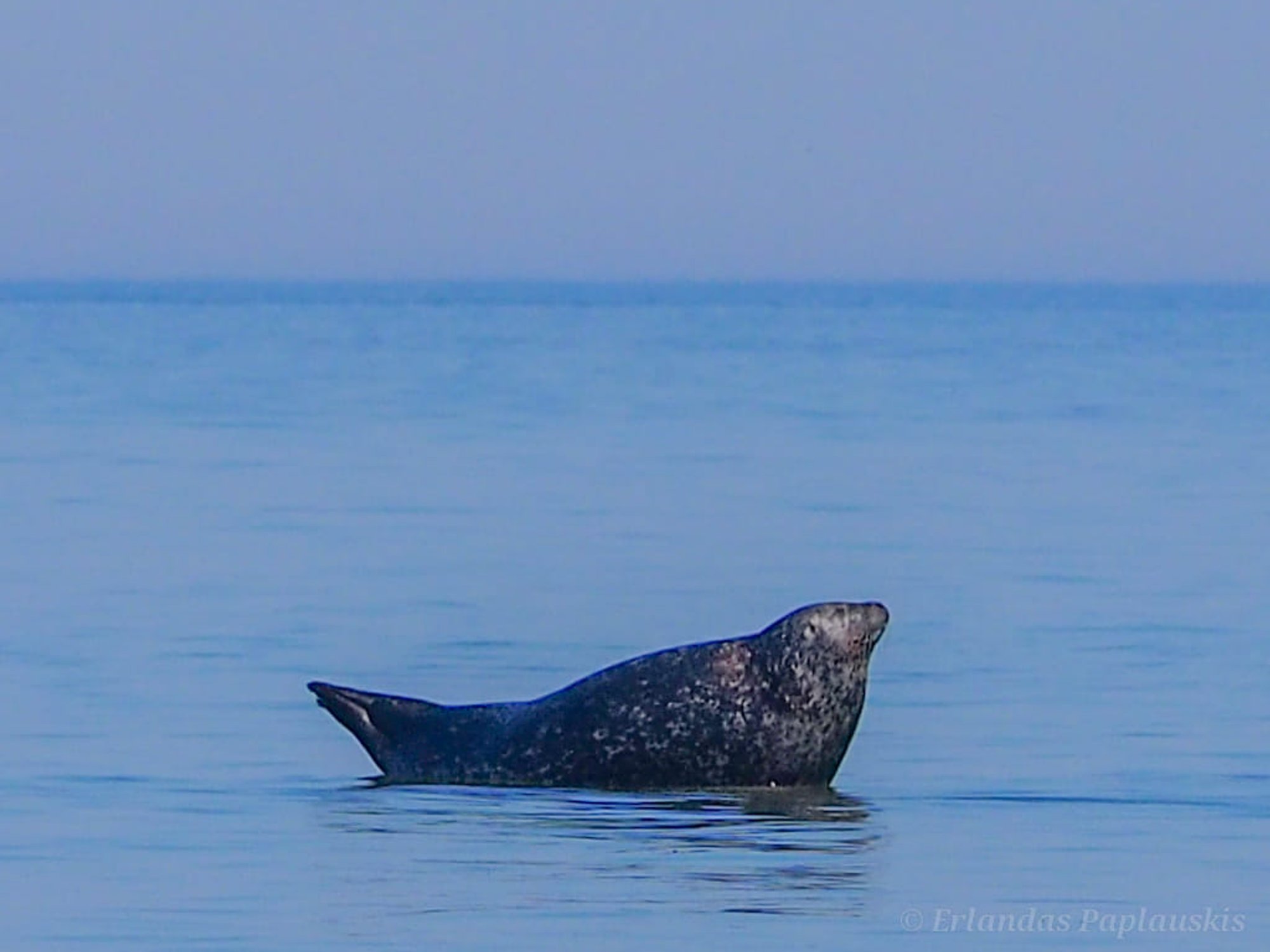 Karklėje pasirodė mūsų kraštams neįprastas jūros žinduolis - Delfi grynas