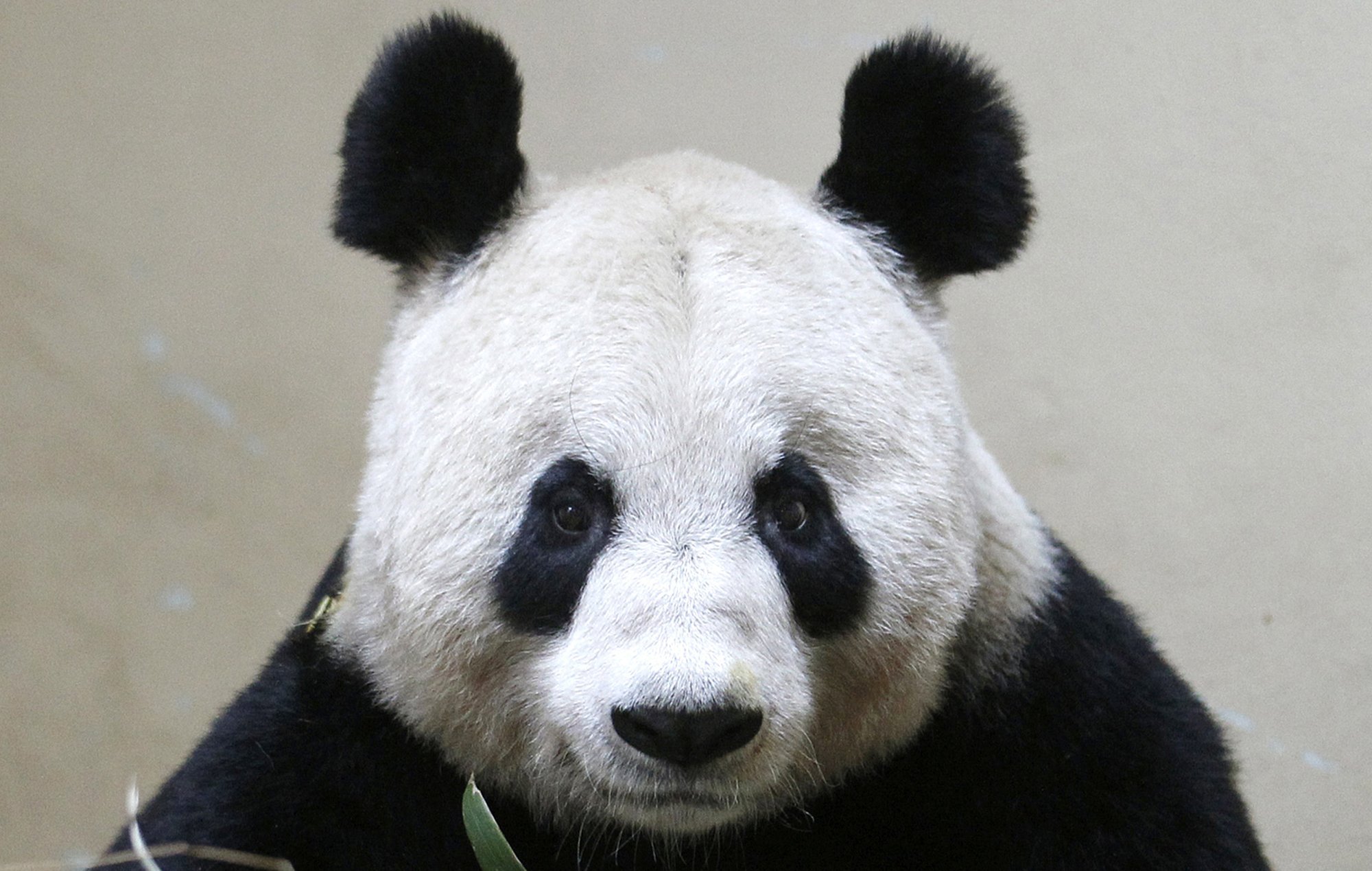 Belgijoje Kinijos paskolinta panda atsivedė jauniklį - Delfi grynas