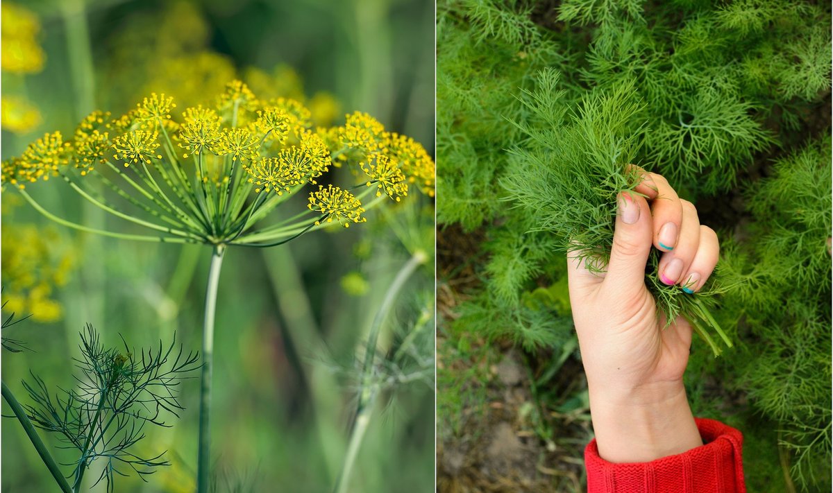 Kodėl sodininkai išbarsto krapų sėklas ant lysvių - Delfi būstas
