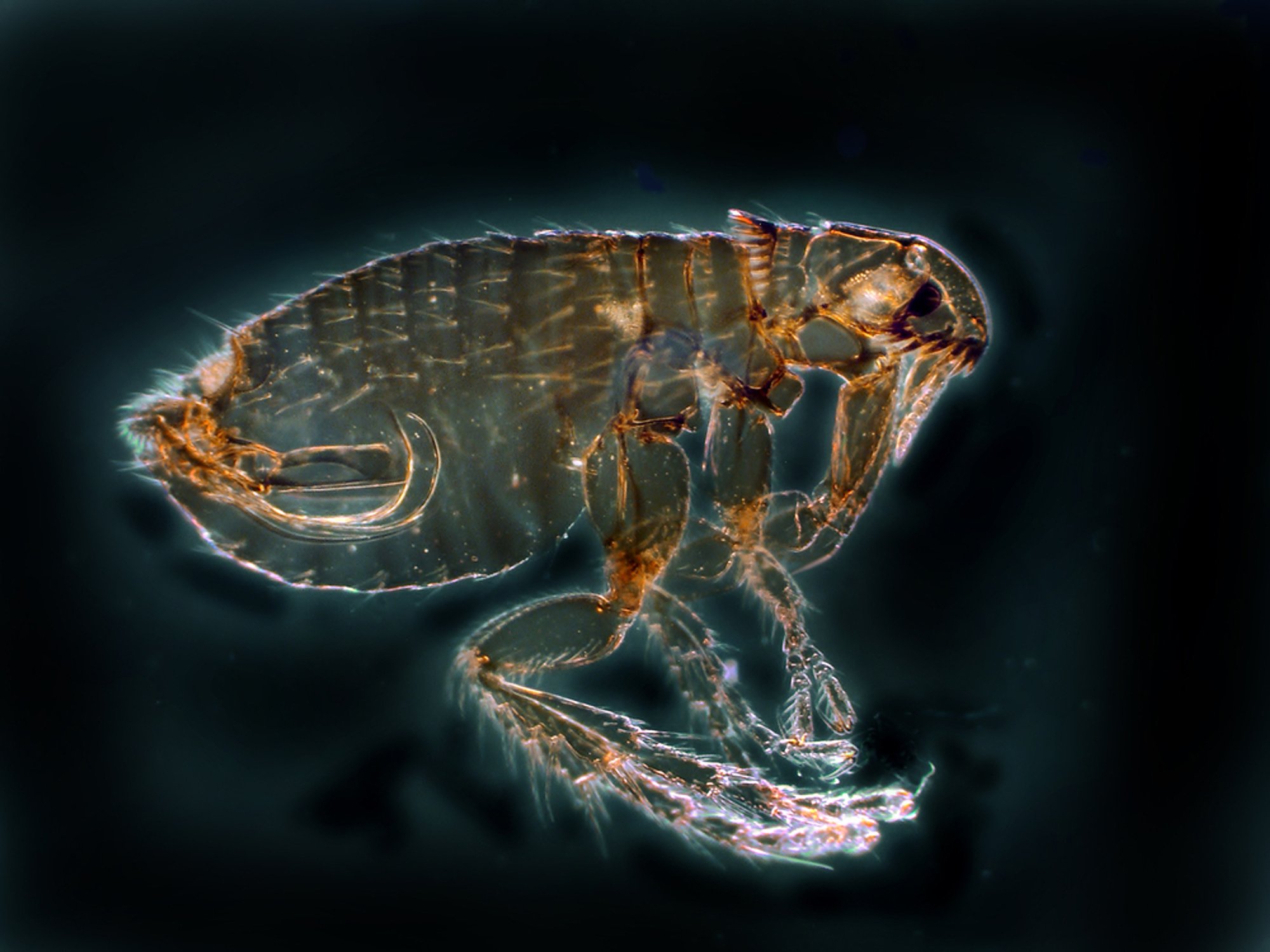 Blusos gali apsigyventi net tvarkinguose būstuose - Delfi grynas