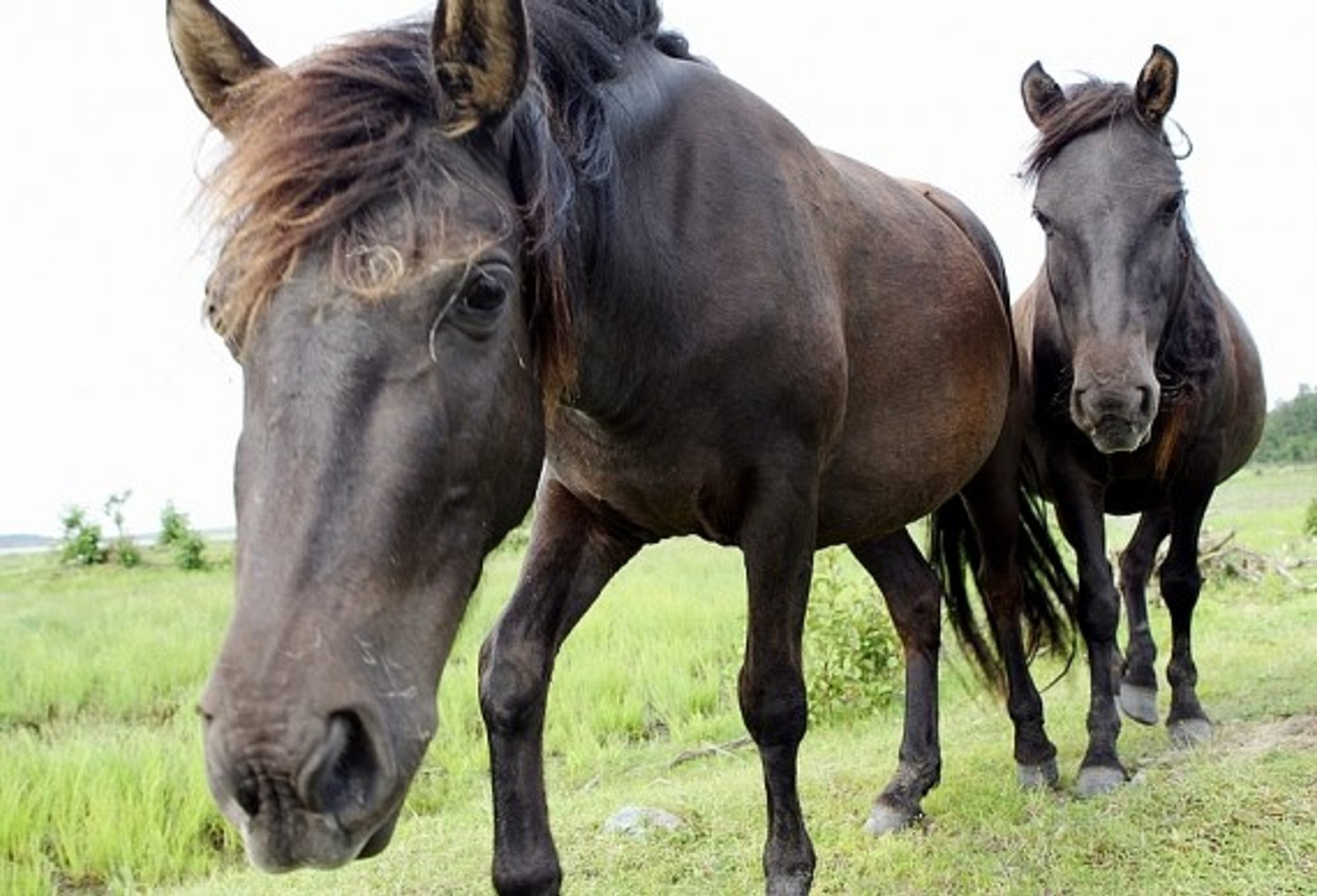 Arkliai privalės būti ženklinami pagal naują tvarką - Delfi verslas