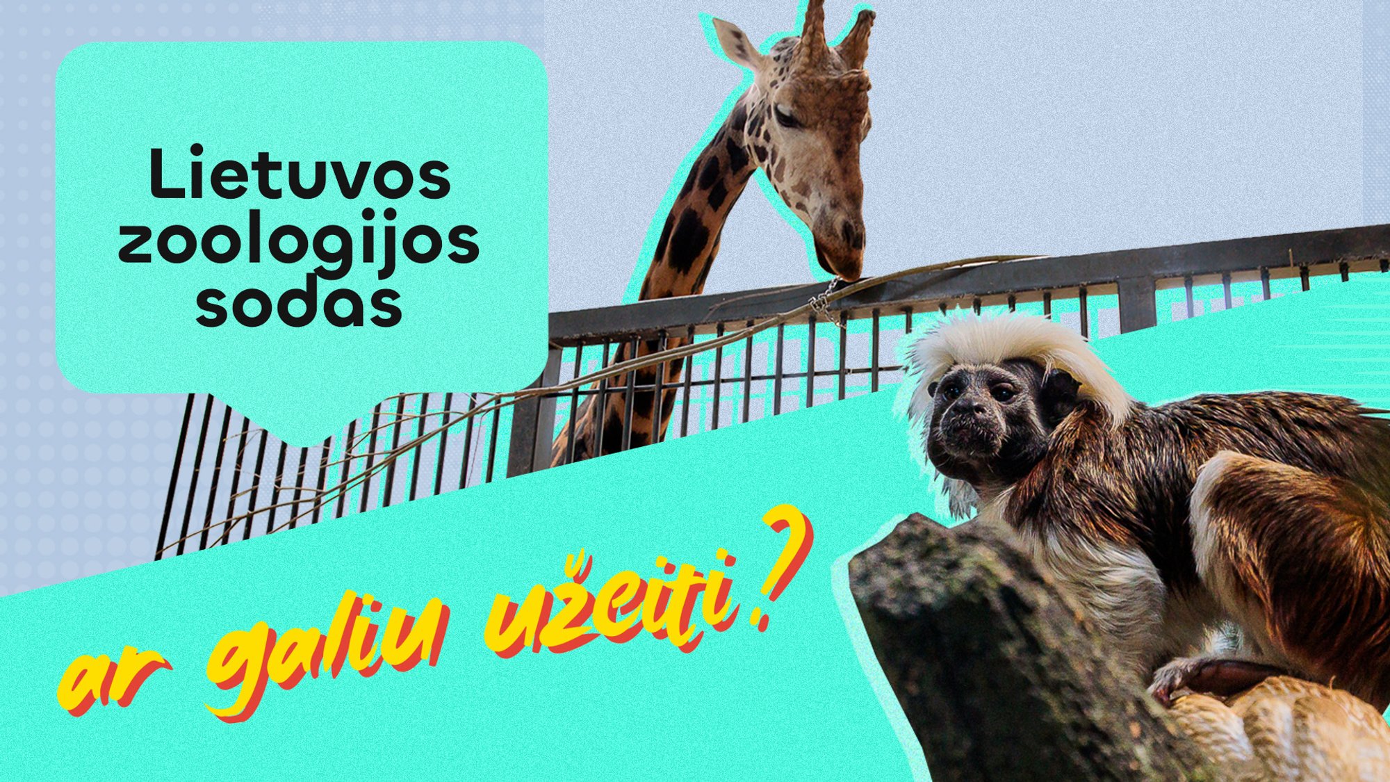 Ar galiu užeiti? Pasižvalgykite po vėl duris atvėrusį zoologijos sodą ...