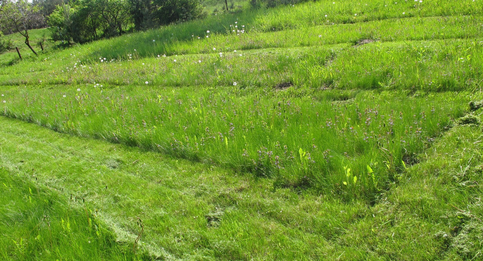 Netręšiamas žolynas virsta beverte pieva - Delfi agro