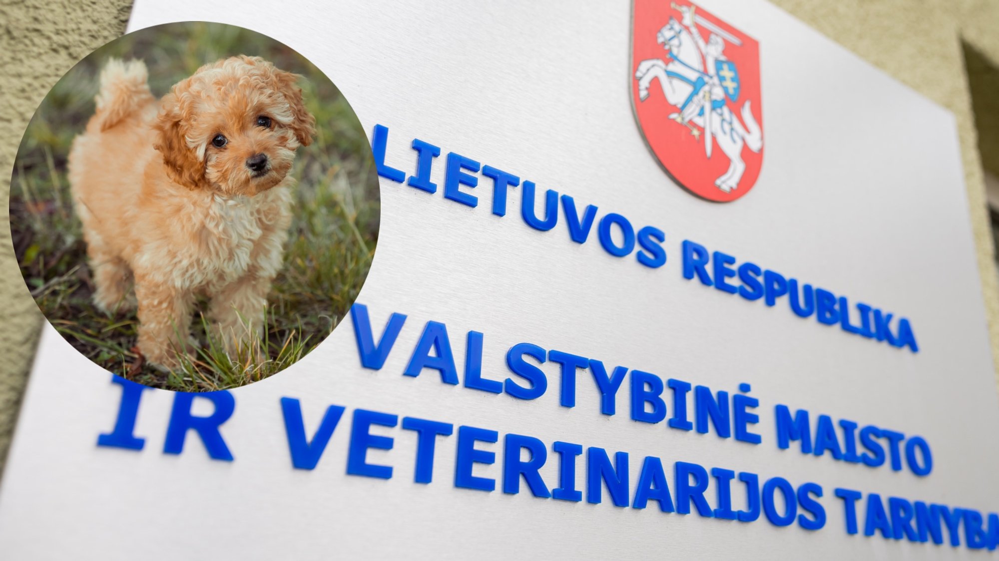 Griežtas VMVT kirtis šunų veisėjai – dėl šiurkščių pažeidimų jos veikla ...