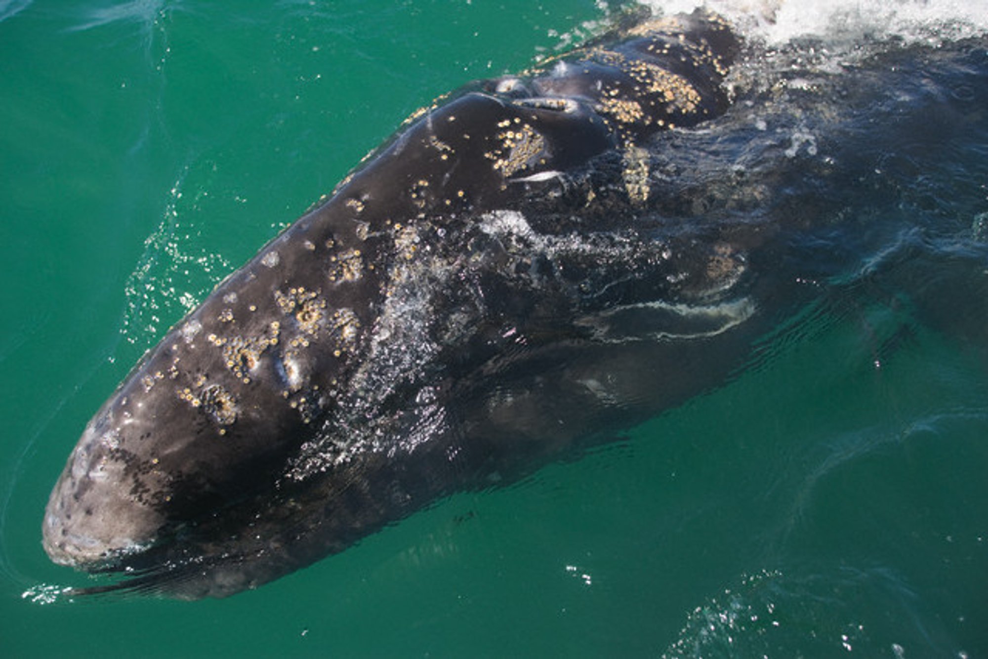Pilkasis banginis nusprendė apsigyventi upėje - Delfi grynas