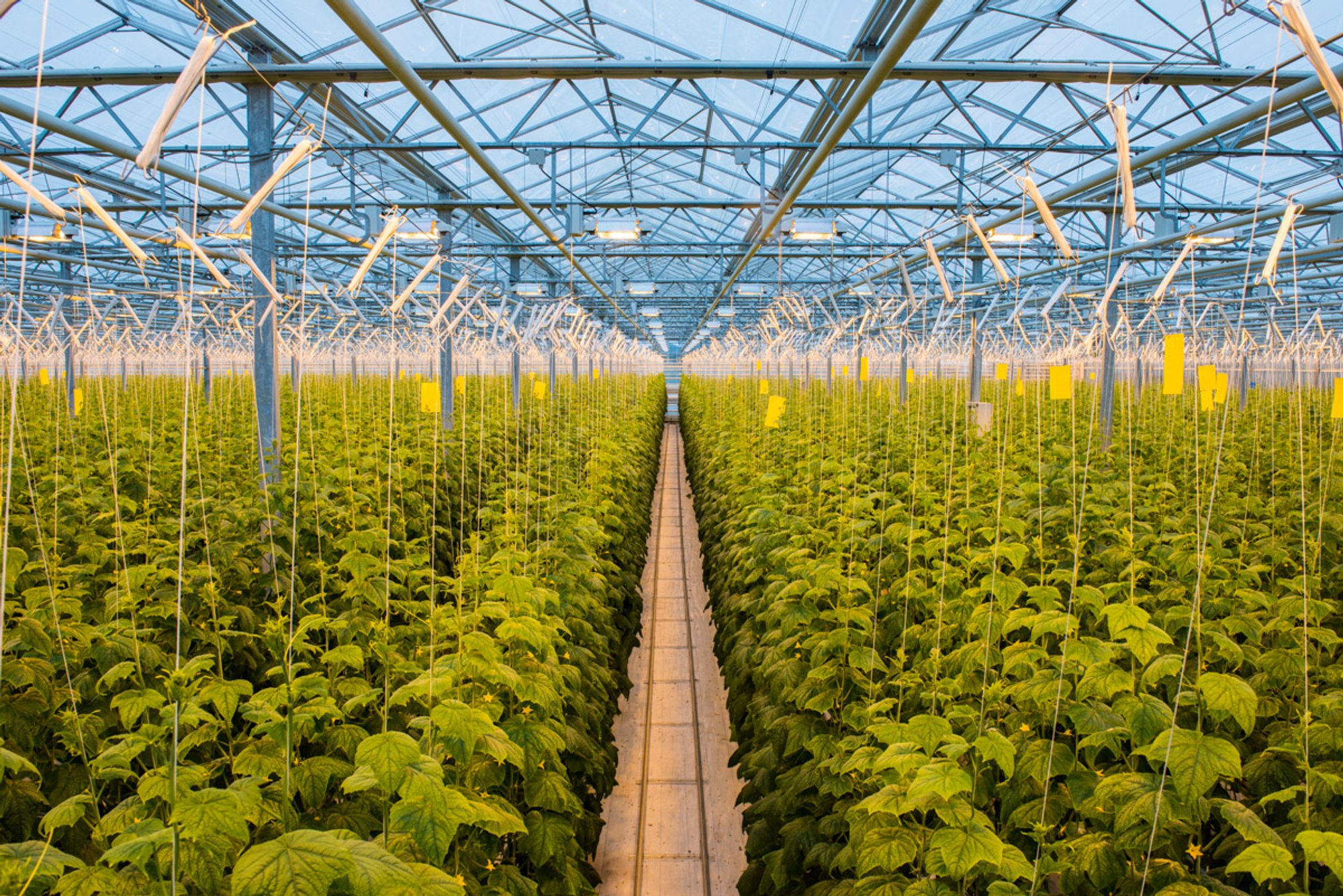 „Kietaviškių gausa“ į šiltnamių kompleksą investuoja 13 mln. eurų ...