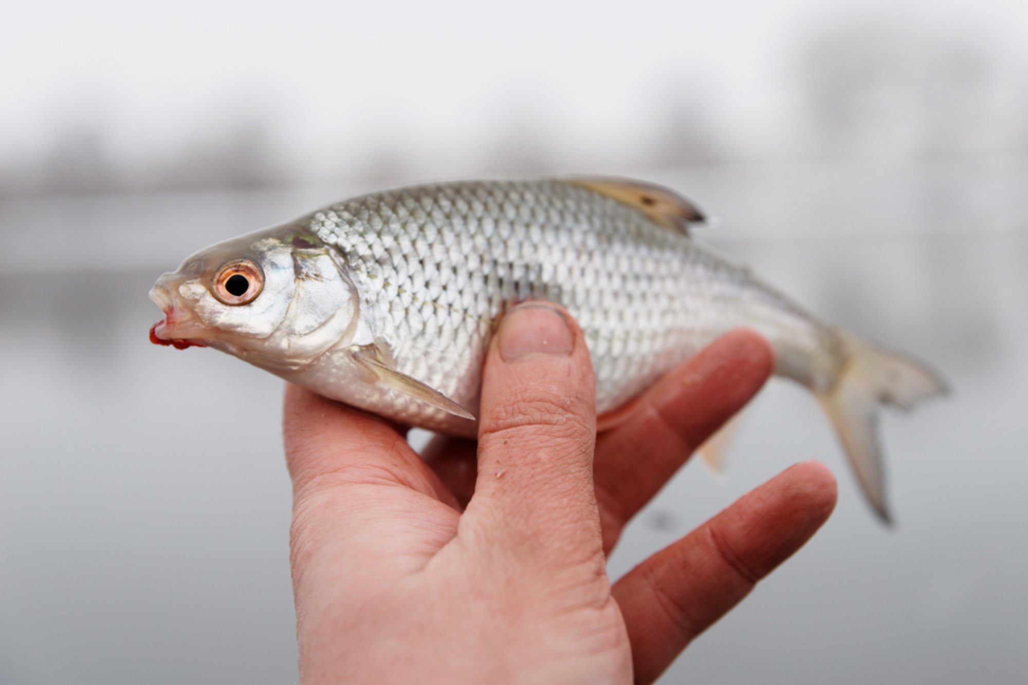 Kuoja - populiariausia Lietuvos žuvis - Delfi grynas