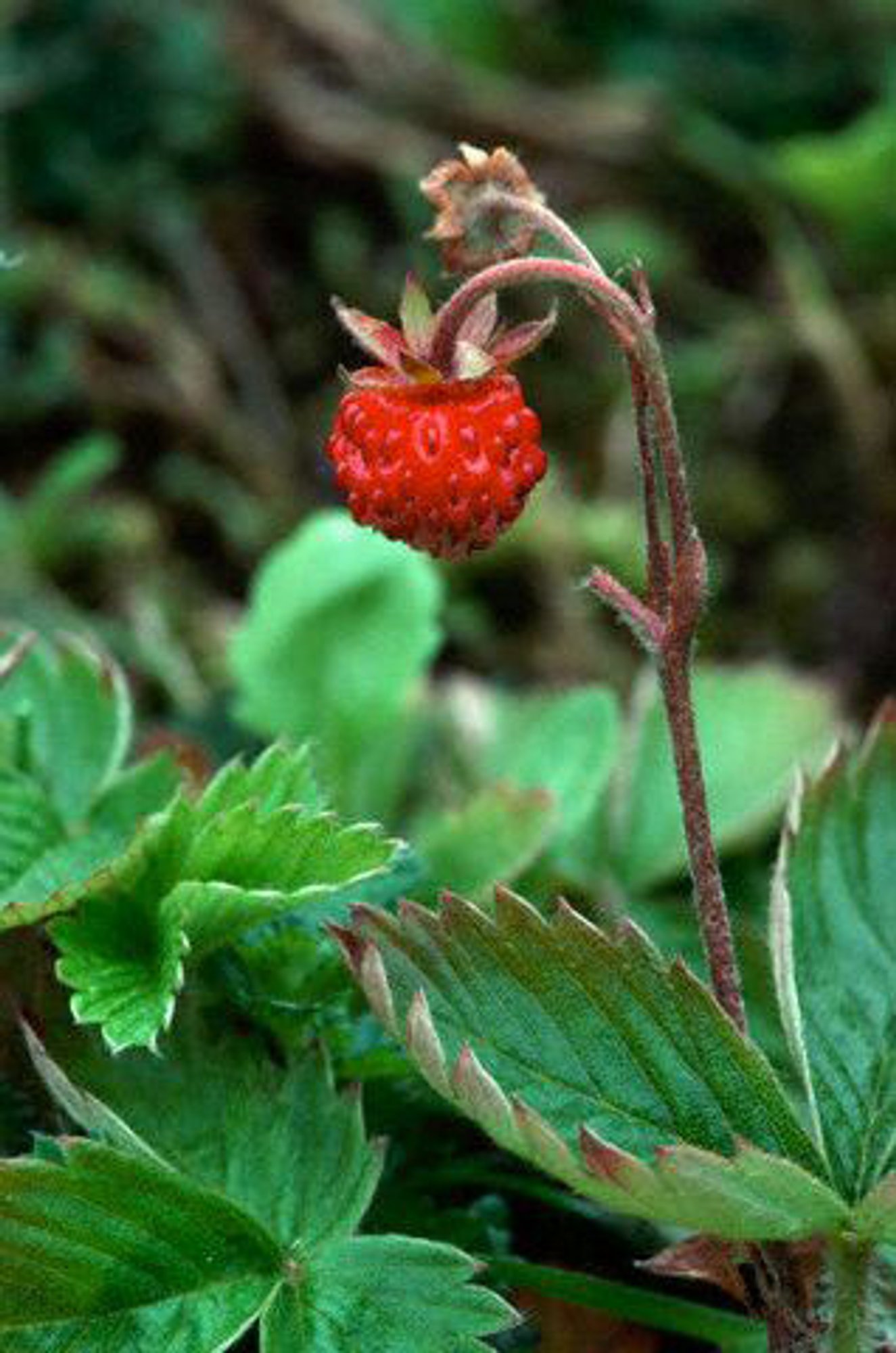 Medžio vaisiai, kvepiantys žemuogėmis - Delfi gyvenimas