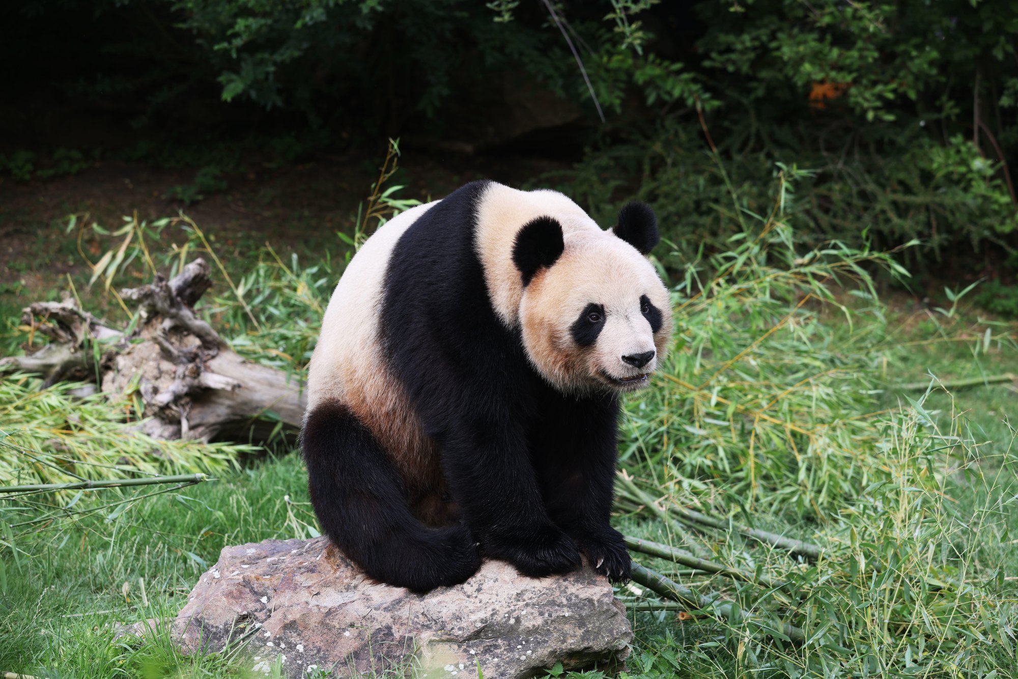 Į Kiniją išlydėta pirmoji Prancūzijoje gimusi panda - Delfi