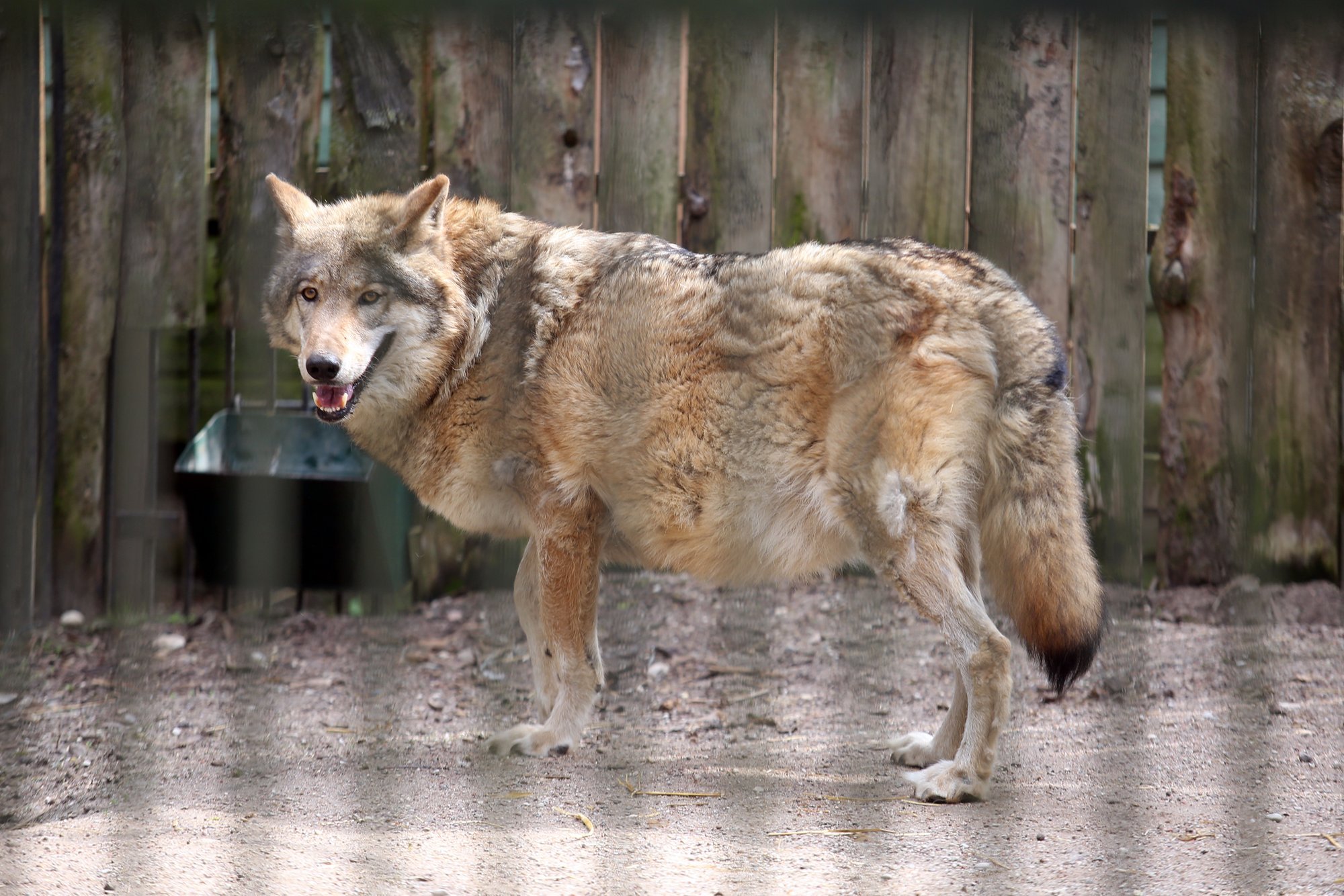 Kuo naudingi Lietuvos plėšrūnai? - Delfi TV