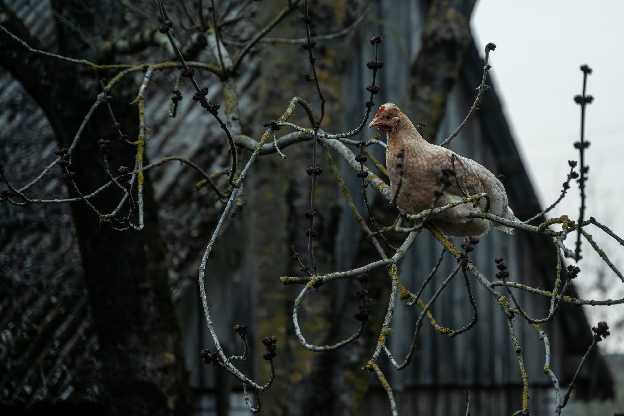 Turguje spontaniškai įsigyta višta pasirodė ne iš kelmo spirta ...