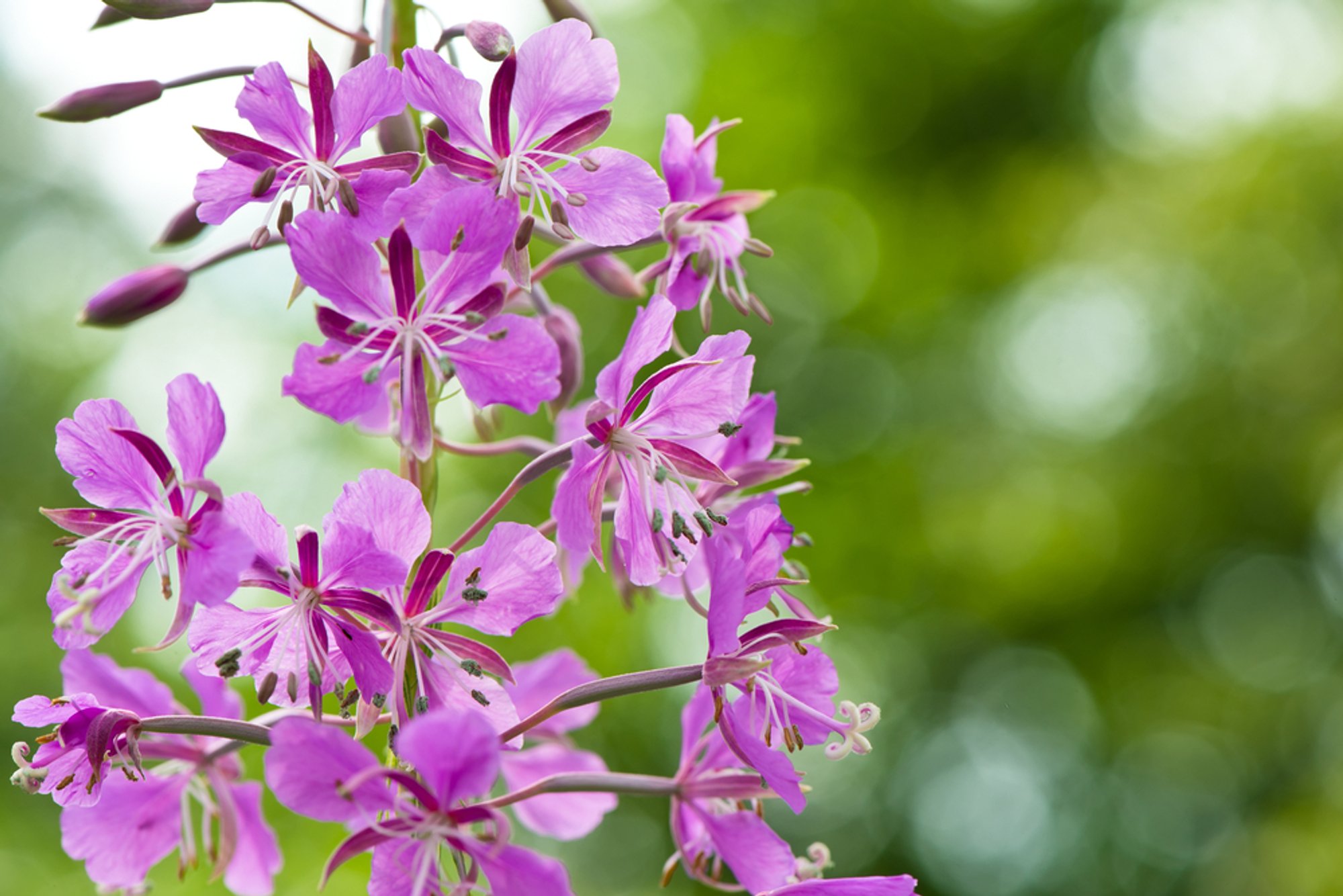 Metas prisirinkti gauromečio: jo arbata stiprina nervus ir imunitetą ...