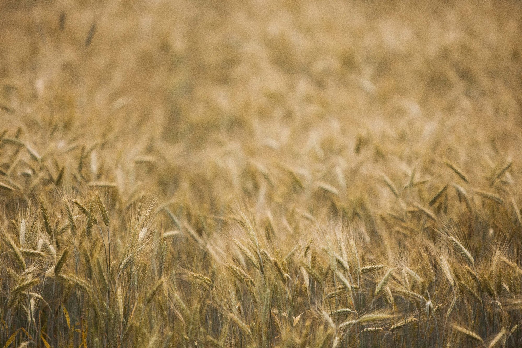 Valstietis artėjant rinkimams: ką pasėsi, tą ir pjausi - Delfi kartu