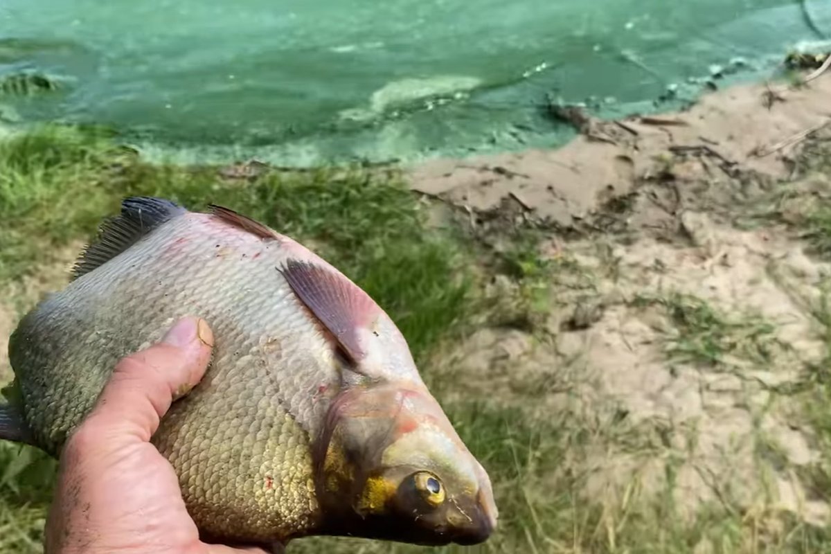 Kauno marios žydi: pakrantes nuklojo kritusios žuvys - Delfi grynas