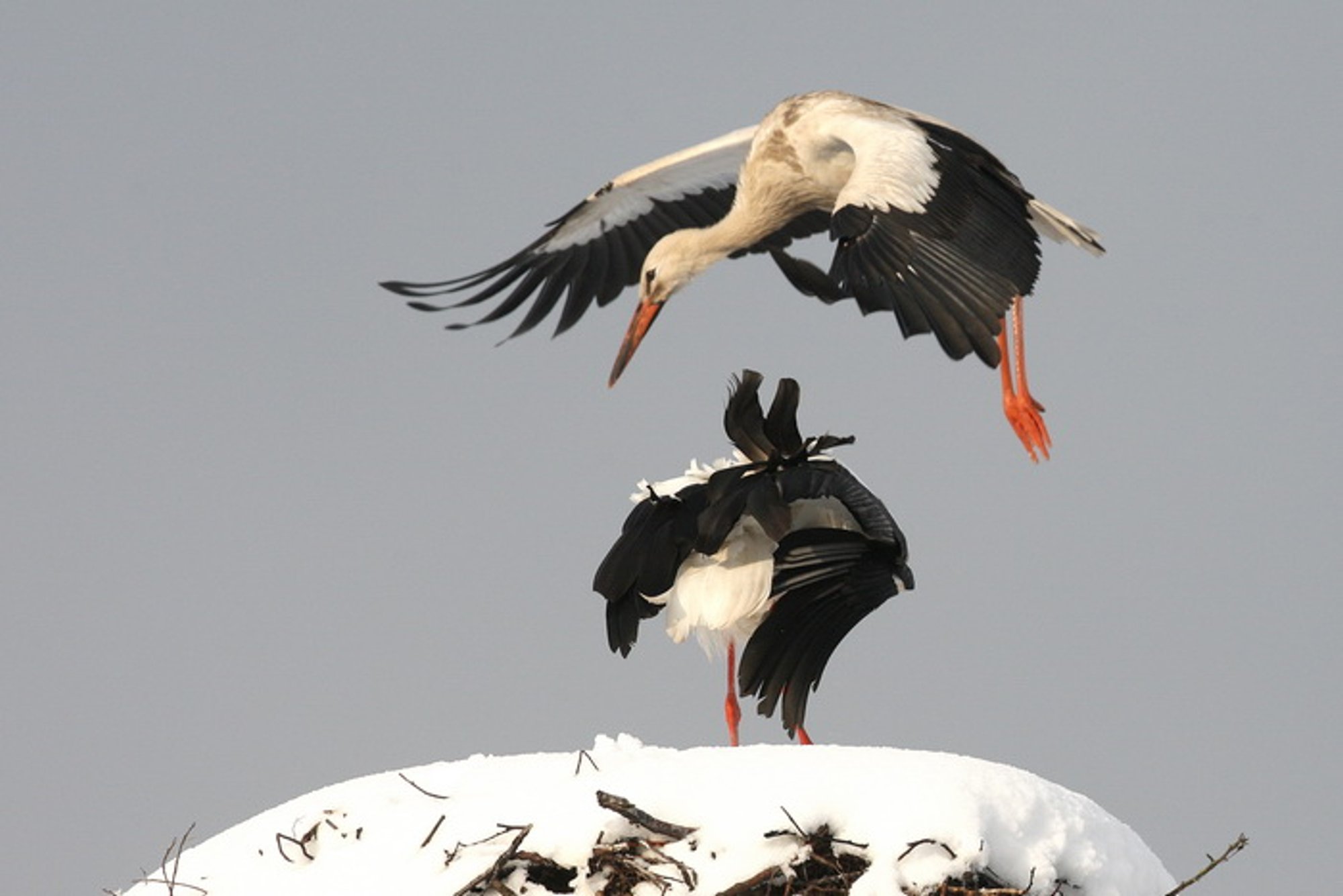 Grįžtantys gandrai Lietuvoje pasirodys po Velykų - Delfi grynas