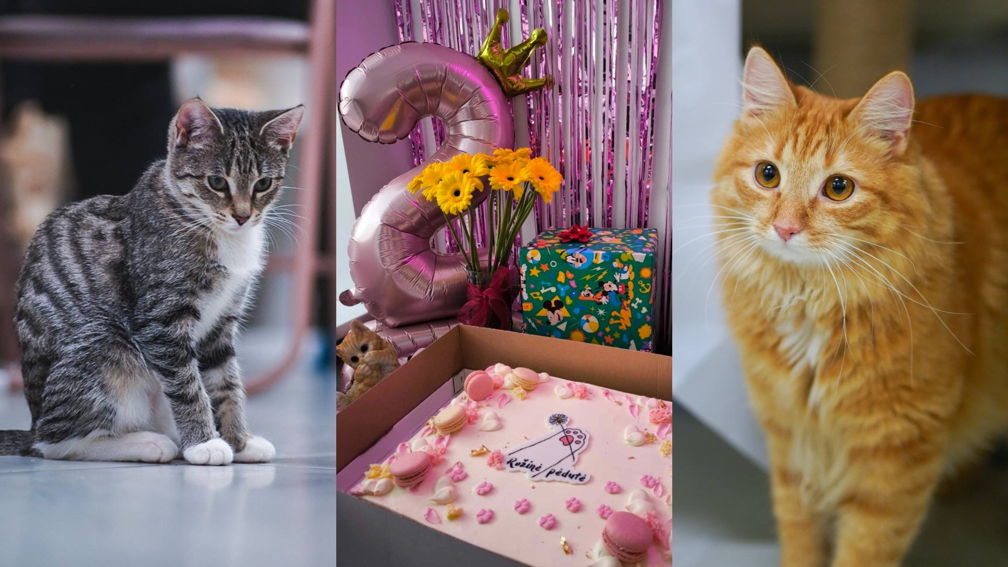 Kauno kačių prieglauda švenčia antrąjį gimtadienį - Letena.lt