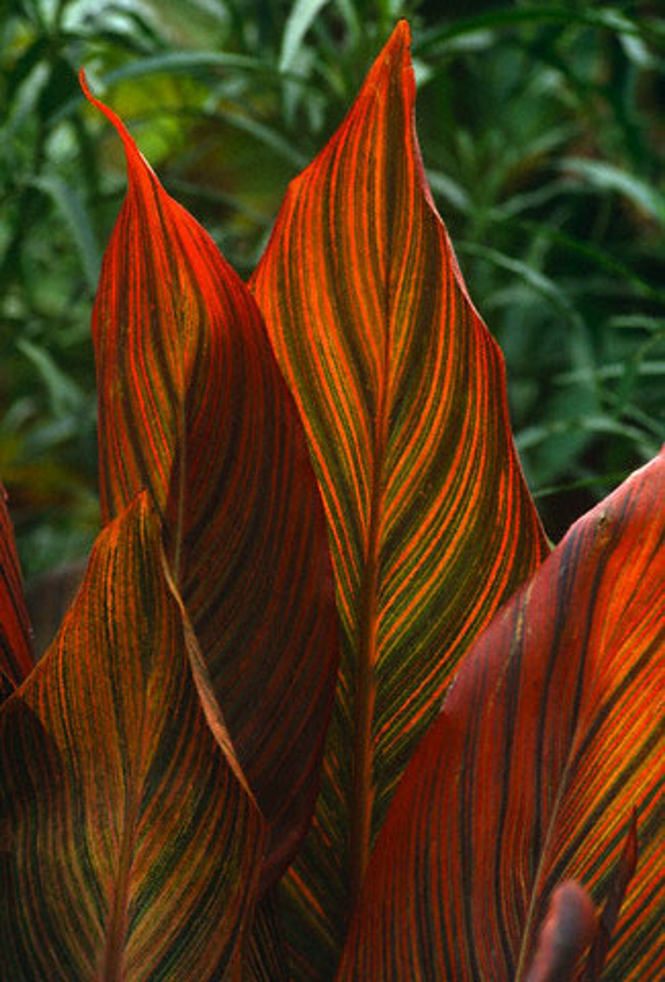 Sunkiausia kanoms – peržiemoti - Delfi gyvenimas