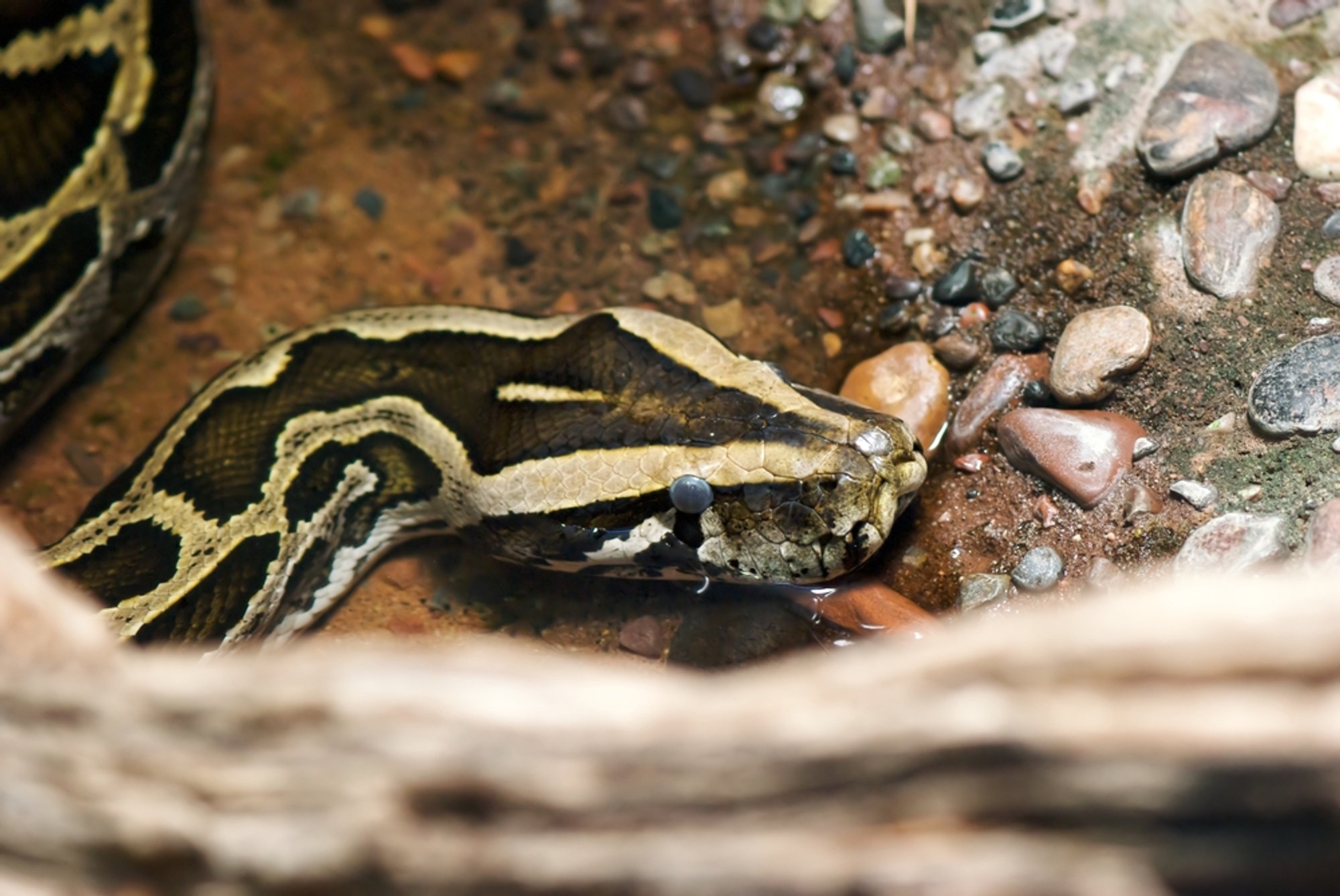 Kaune ant stogo rastas negyvas pitonas - Delfi grynas