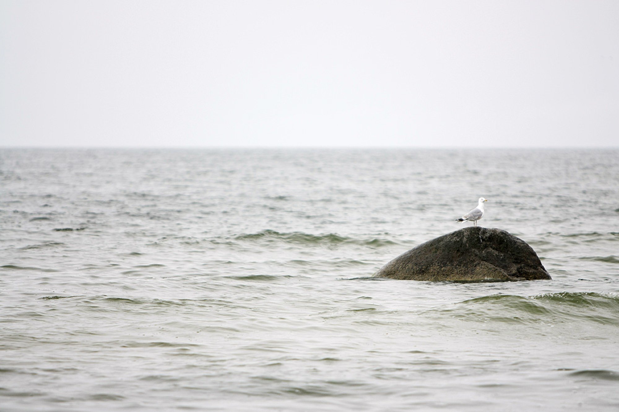 Baltijos jūroje nuskandintas cheminis ginklas kelia ekologinės ...
