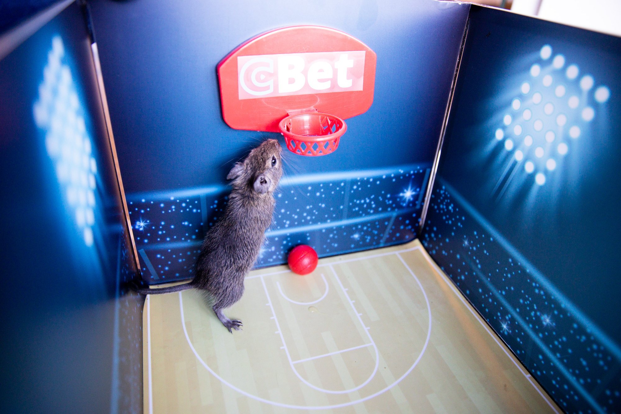 Peliukas Degu: susipažinkite iš arčiau su Delfi orakulu - Delfi TV