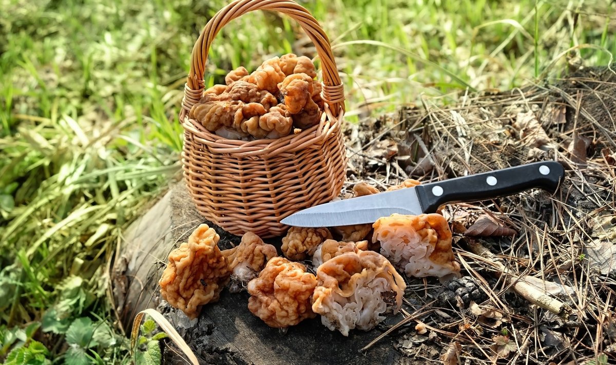 Pavasario grybų rinkimo sezonas Lietuvoje - Delfi grynas