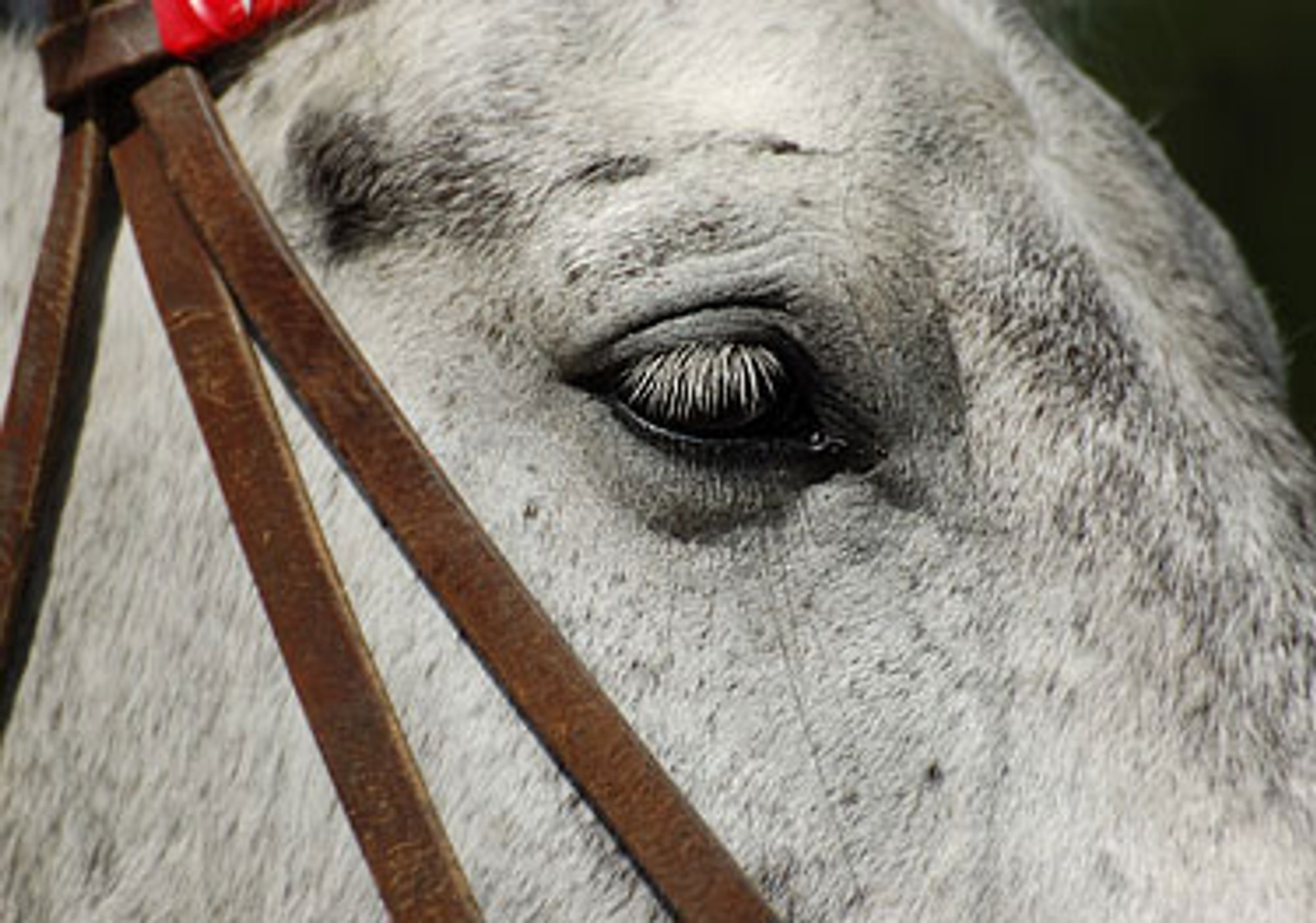 Registruoti arkliai kitąmet turės pasus - Delfi verslas
